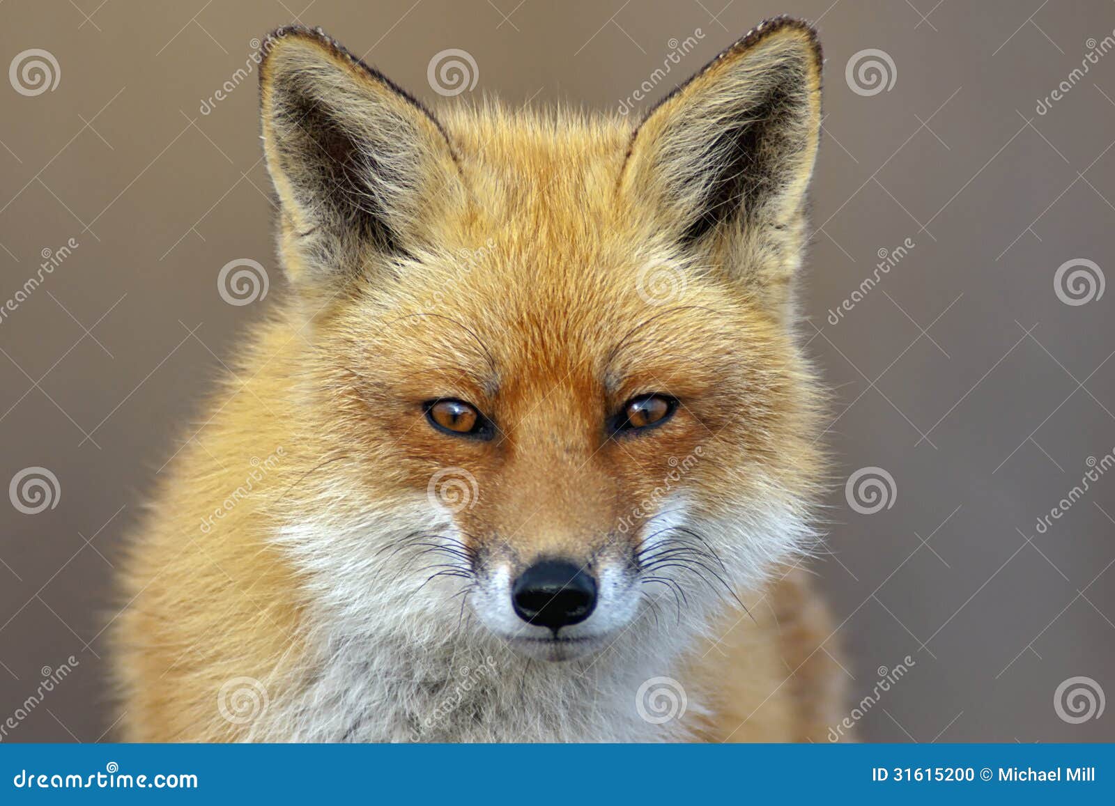 Fox rouge photo stock. Image du renard, mammifère, adulte - 31615200