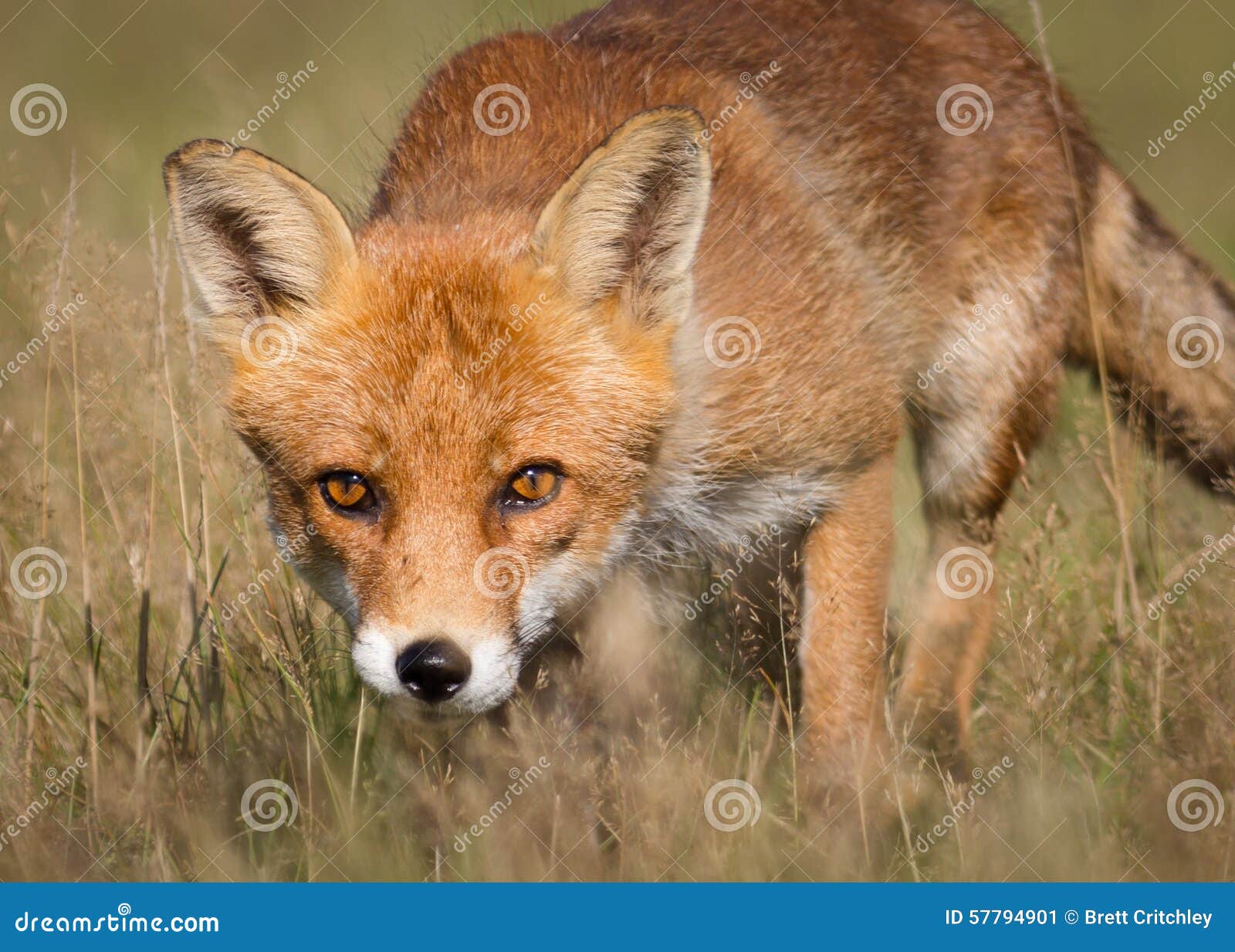 Fox rouge image stock. Image du heure, britannique, sauvage - 57794901