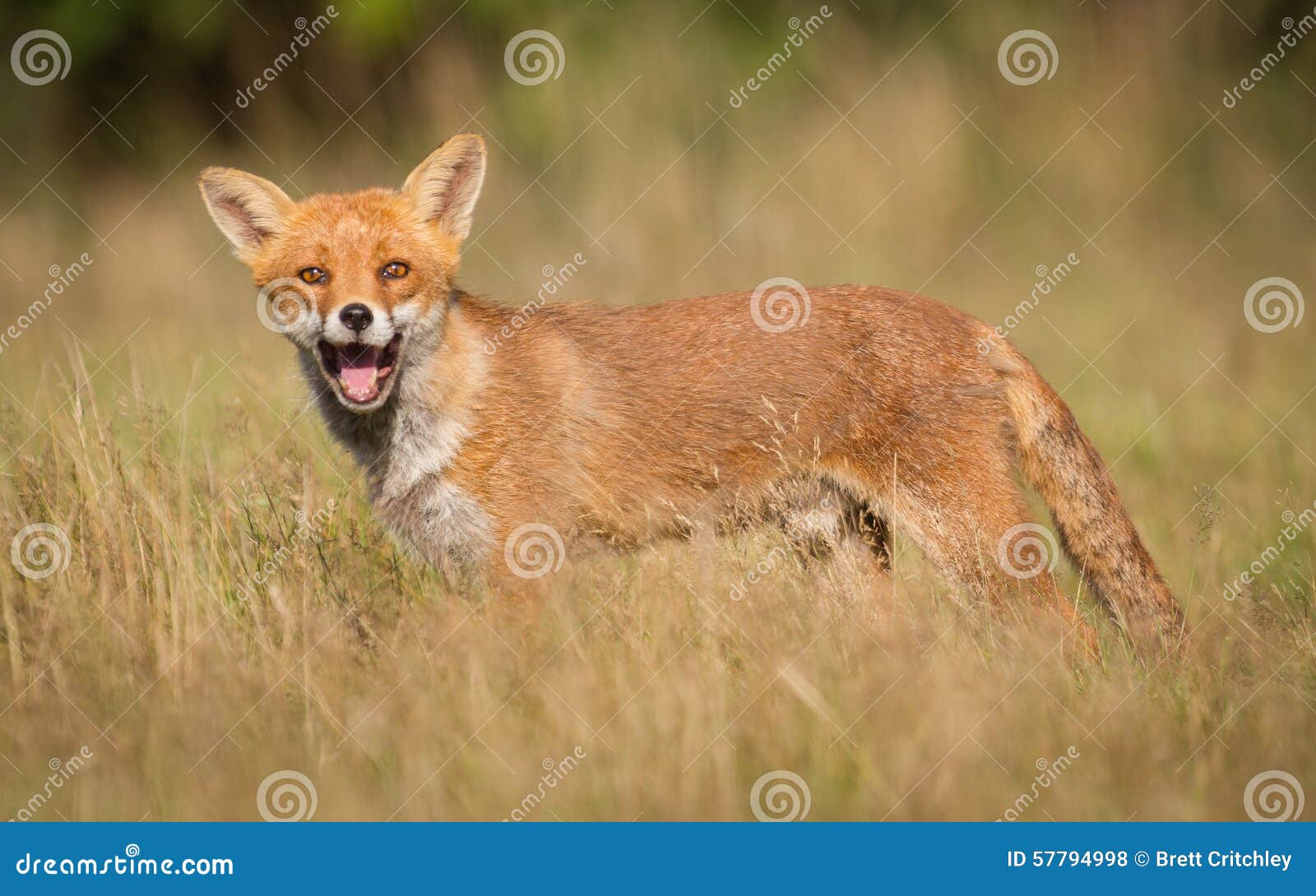 Fox rouge photo stock. Image du sourire, normal, heure - 57794998