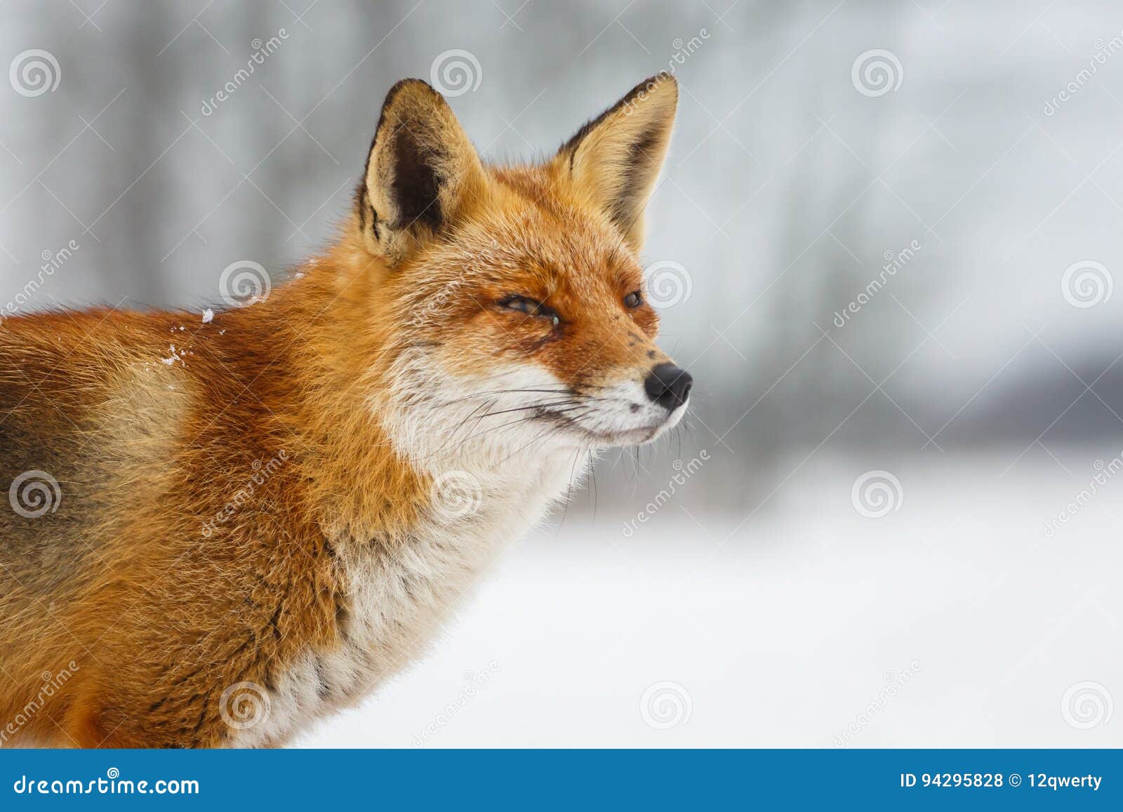 Fox rouge photo stock. Image du prédateur, fourrure, horizontal - 94295828
