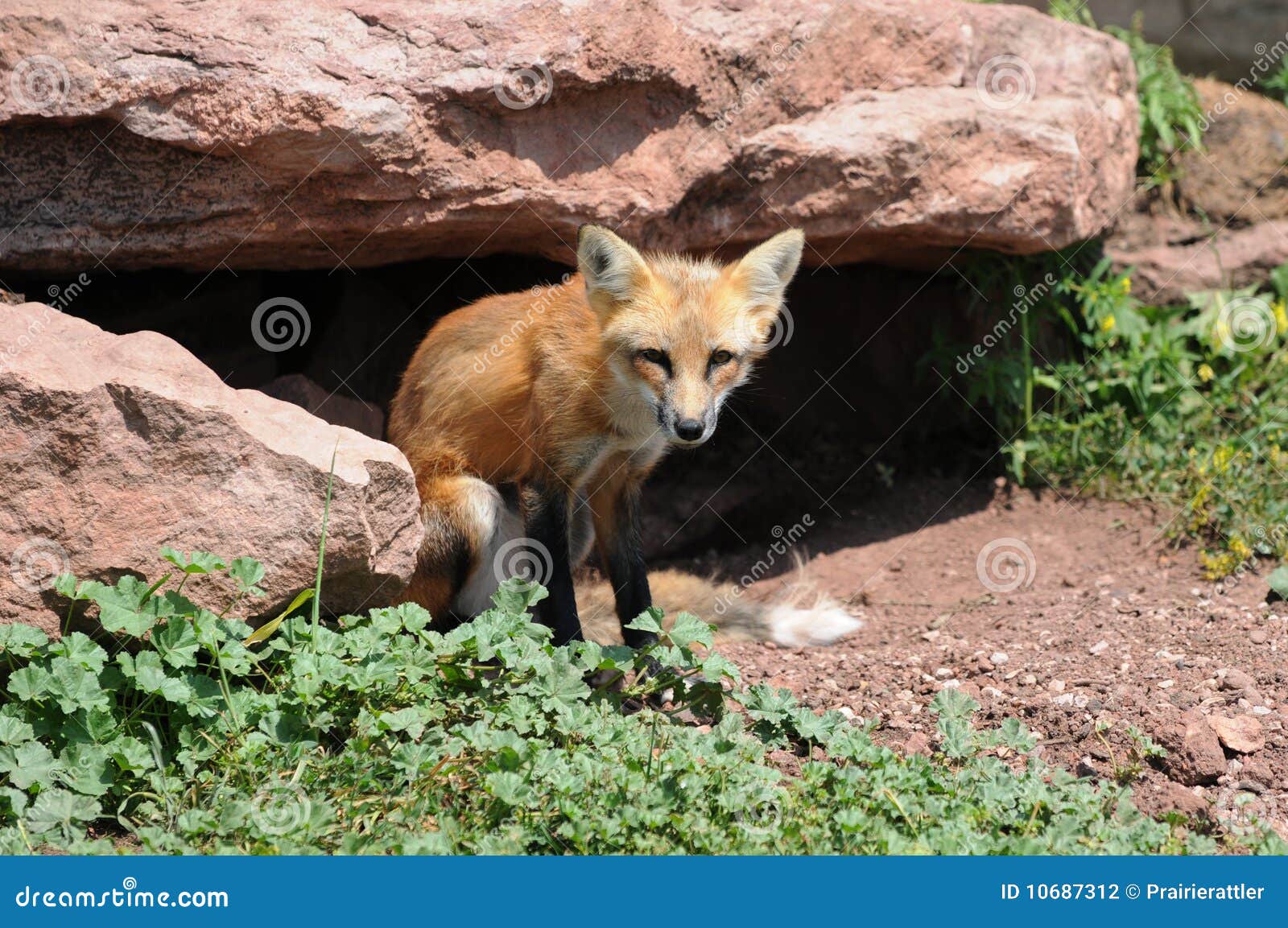 Fox Rouge En Dehors De Repaire Photo stock - Image du mammifère, animal ...