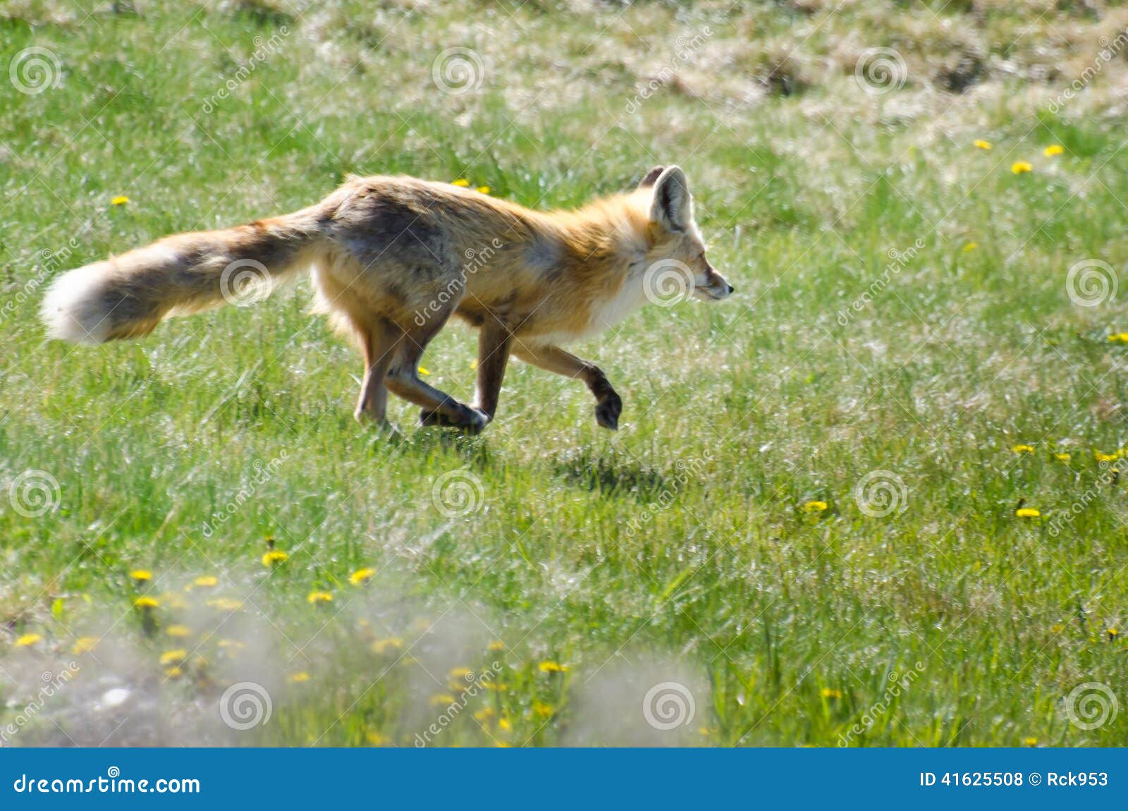 Fox Running Across the Field Stock Photo - Image of scamper, grass ...