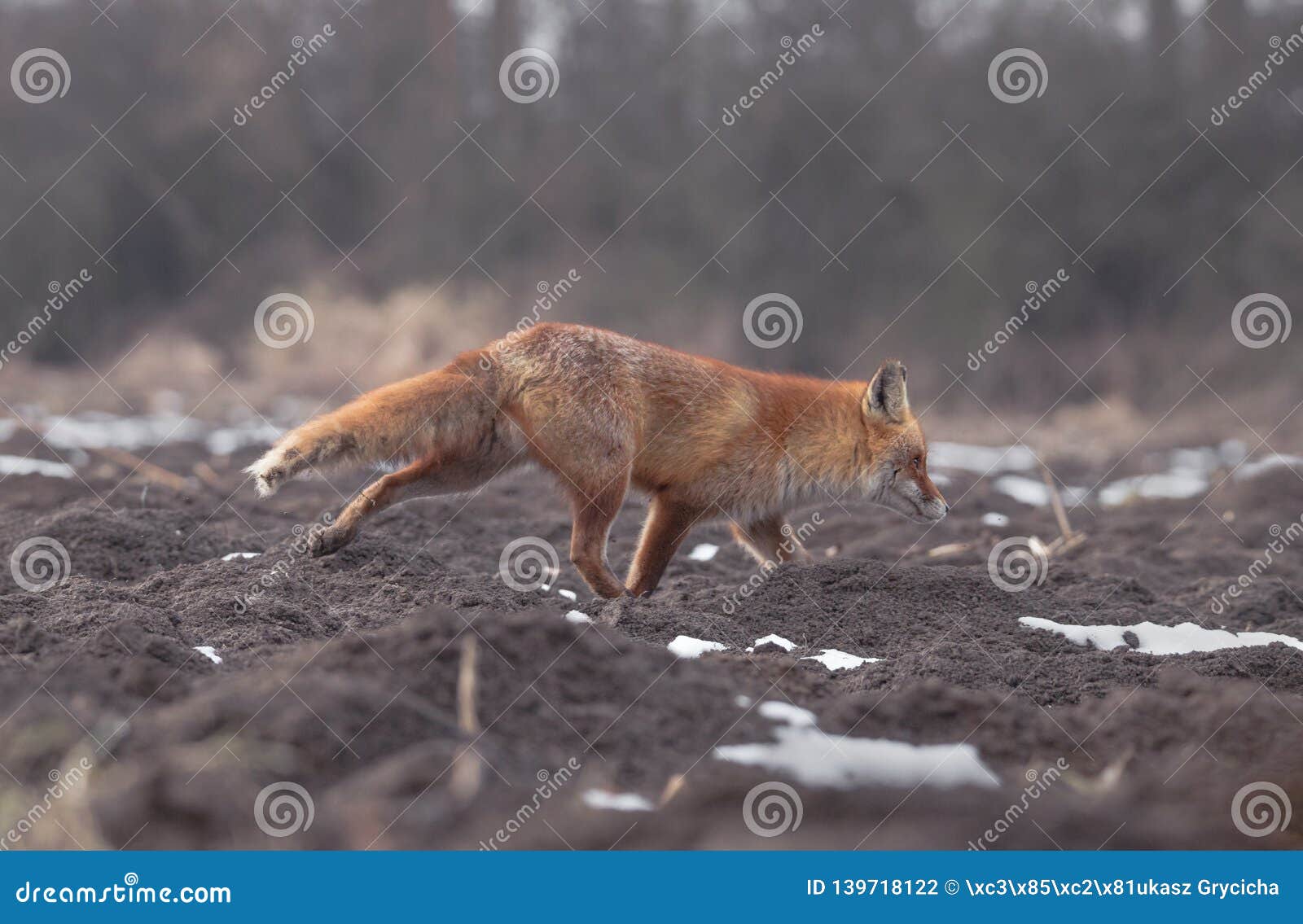 Fox is running stock photo. Image of polish, cold, teeth - 139718122