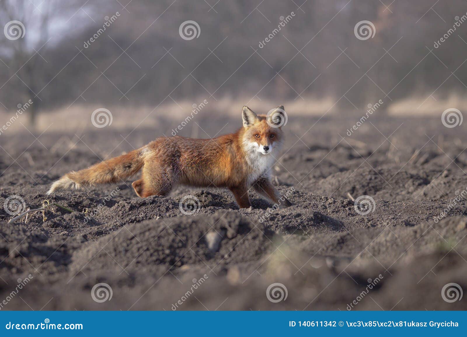 Fox is running stock photo. Image of winter, claw, animal - 140611342
