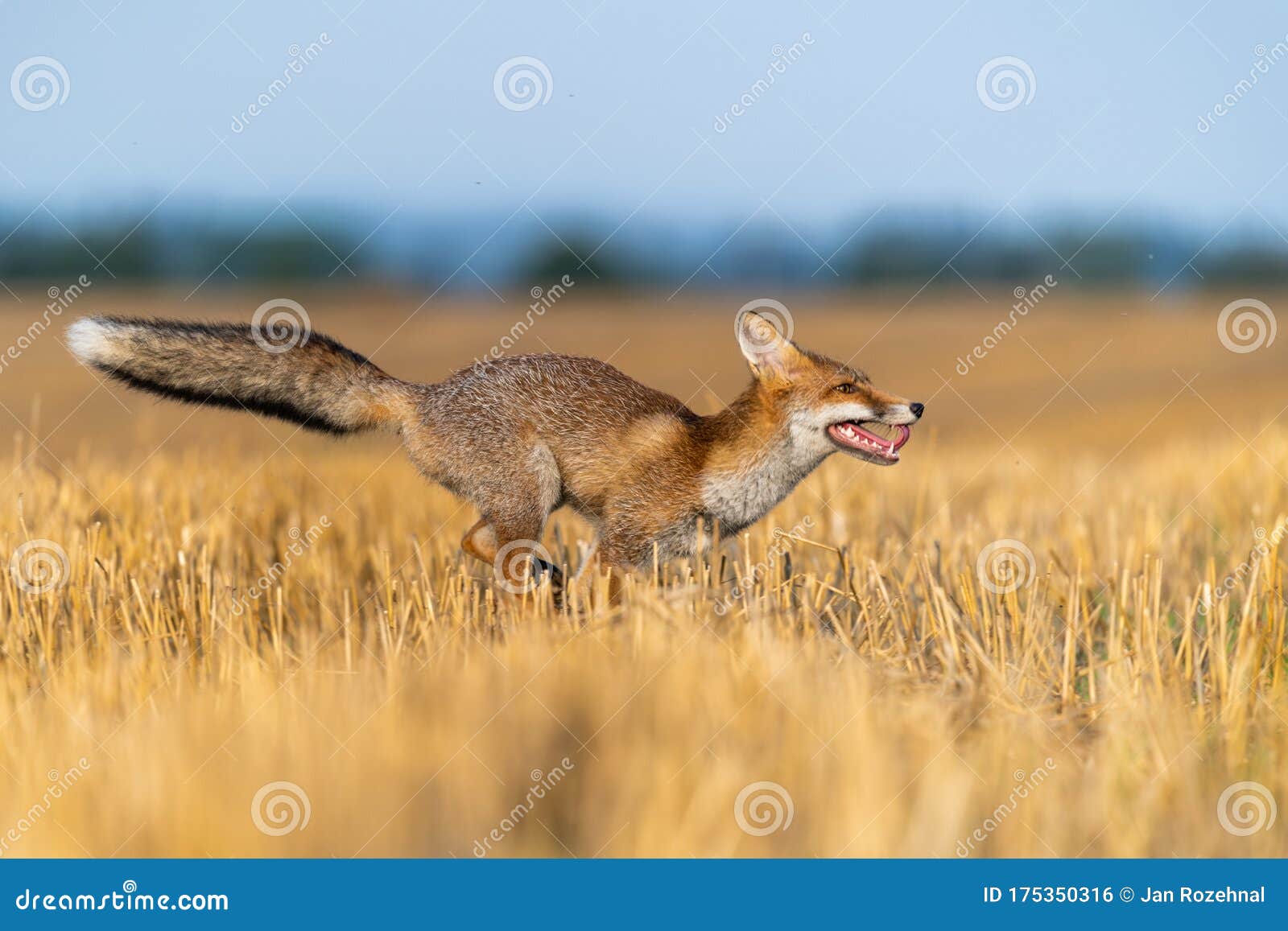 Fox Running in the Field and Looking Around Stock Photo - Image of ...