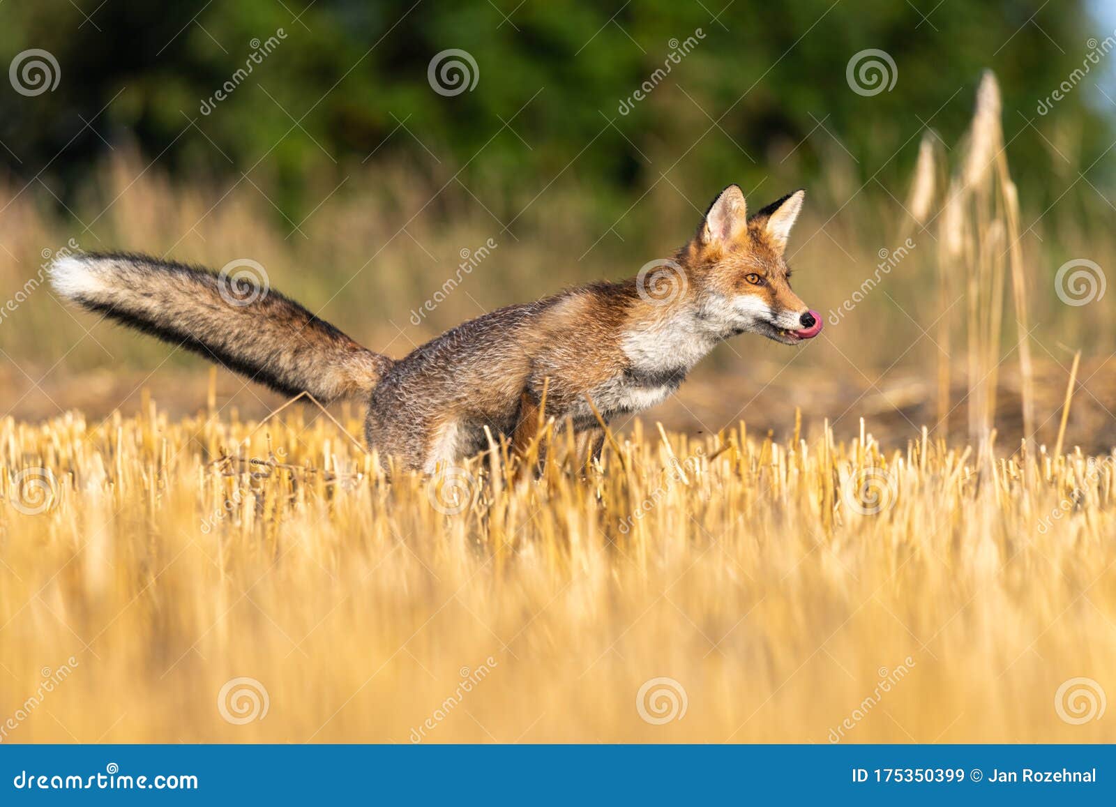 Fox Running in the Field and Looking Around Stock Image - Image of ...