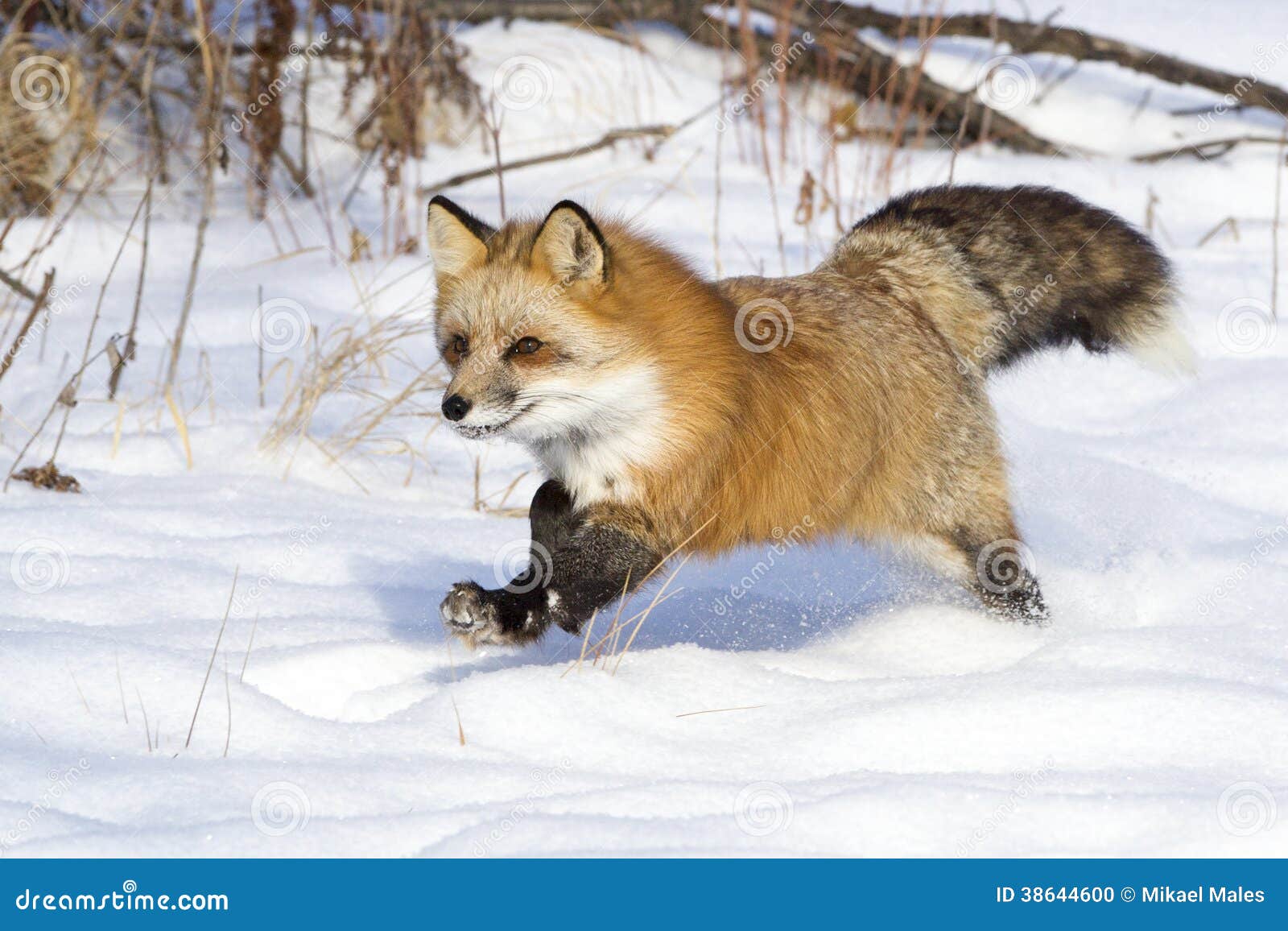 Fox running in snow stock photo. Image of snow, wildlife - 38644600