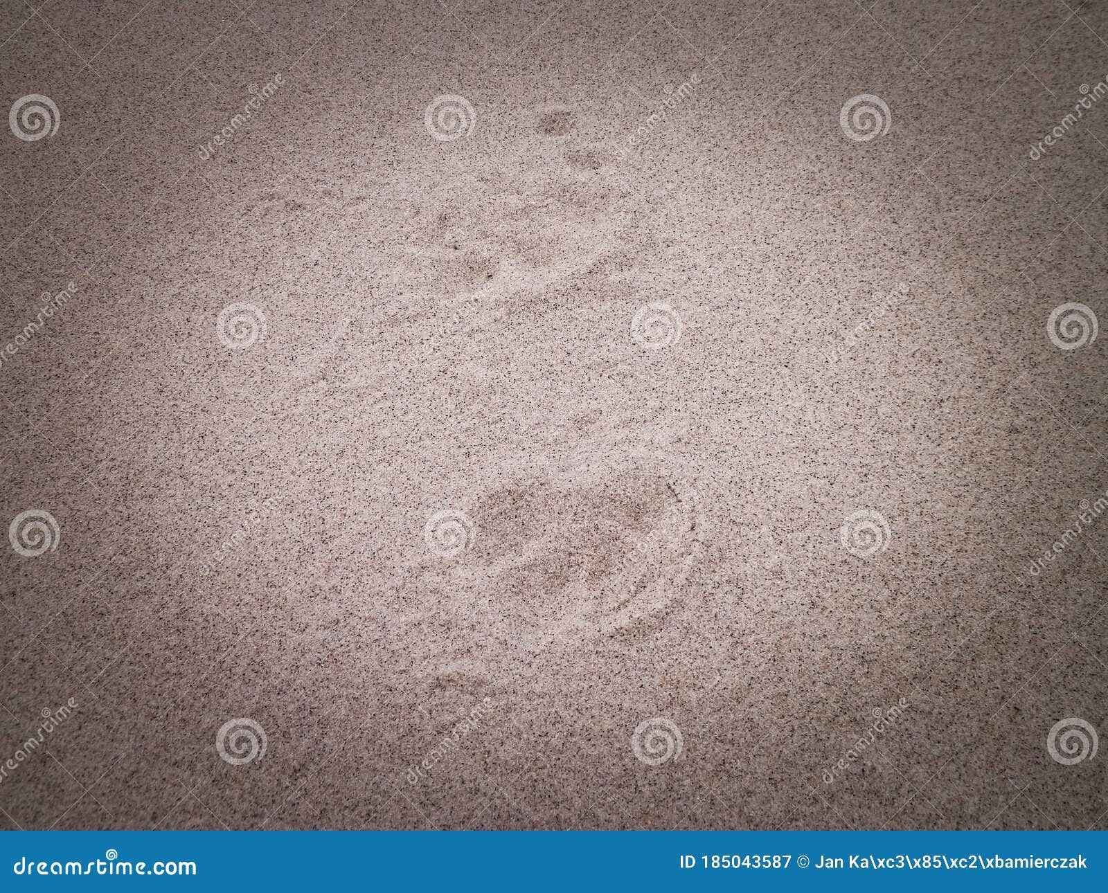 Fox`s paw prints on sand stock image. Image of print - 185043587