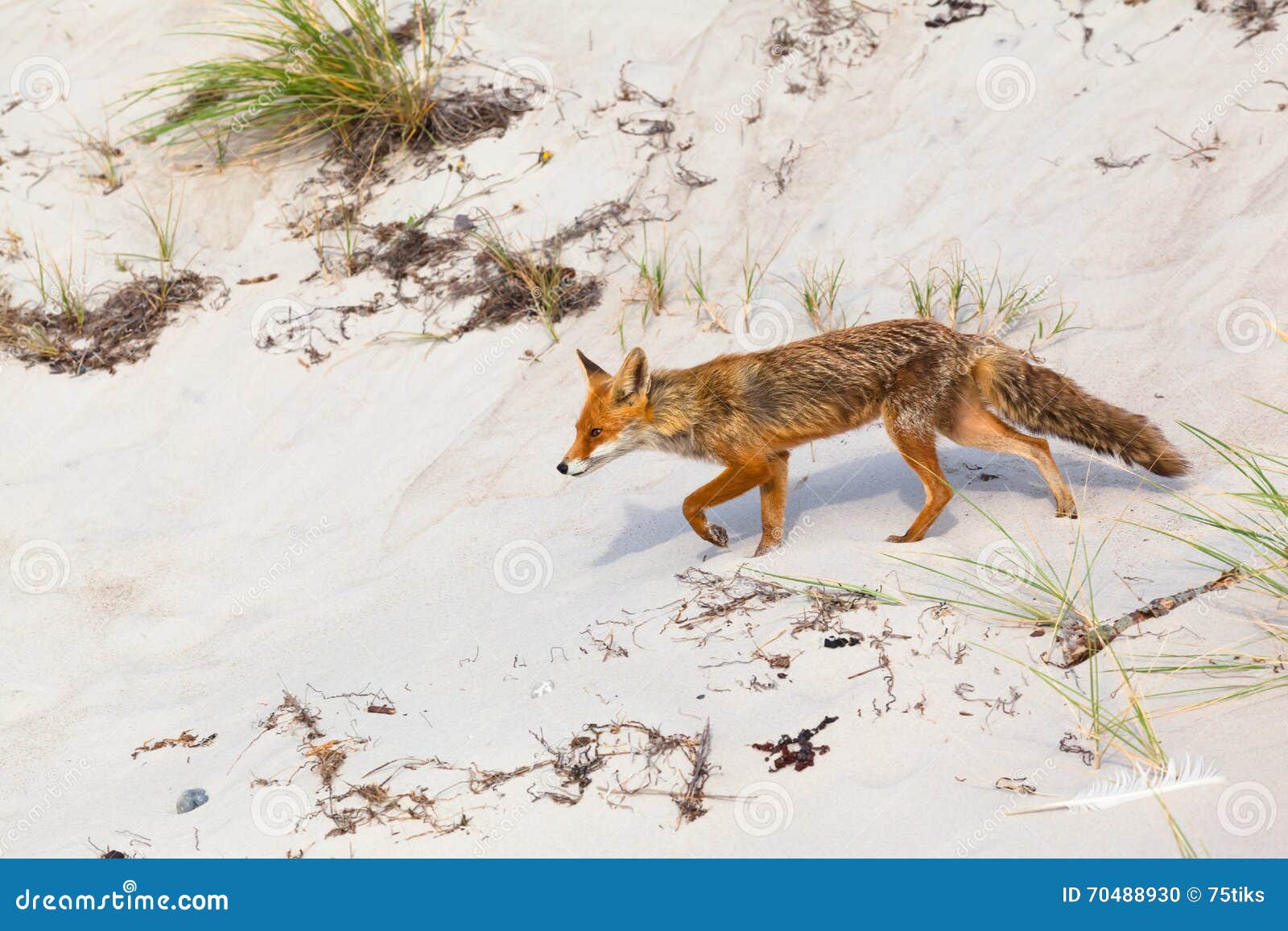 Fox at Sand Dune stock photo. Image of dune, blue, habitat - 70488930