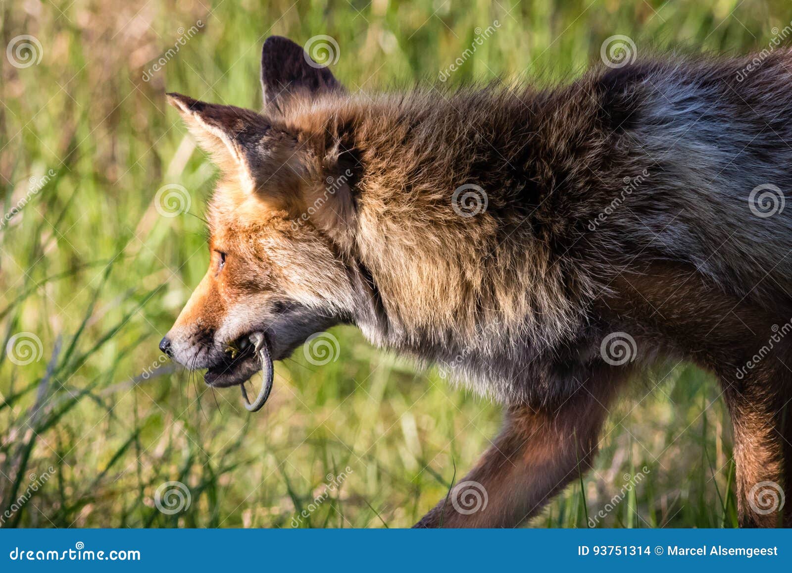 Fox with a Sand Lizard it Just Caught Stock Photo - Image of catch ...