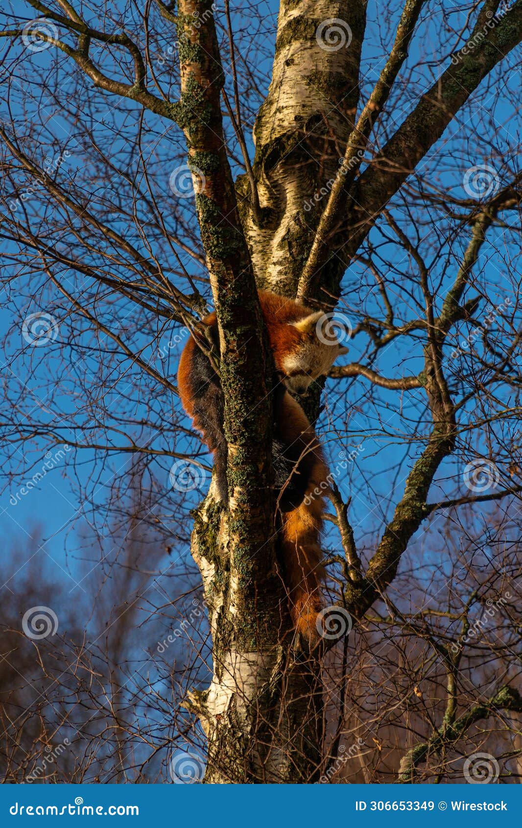 Fox Scaling a Woodland Tree Stock Image - Image of siblings, branches ...