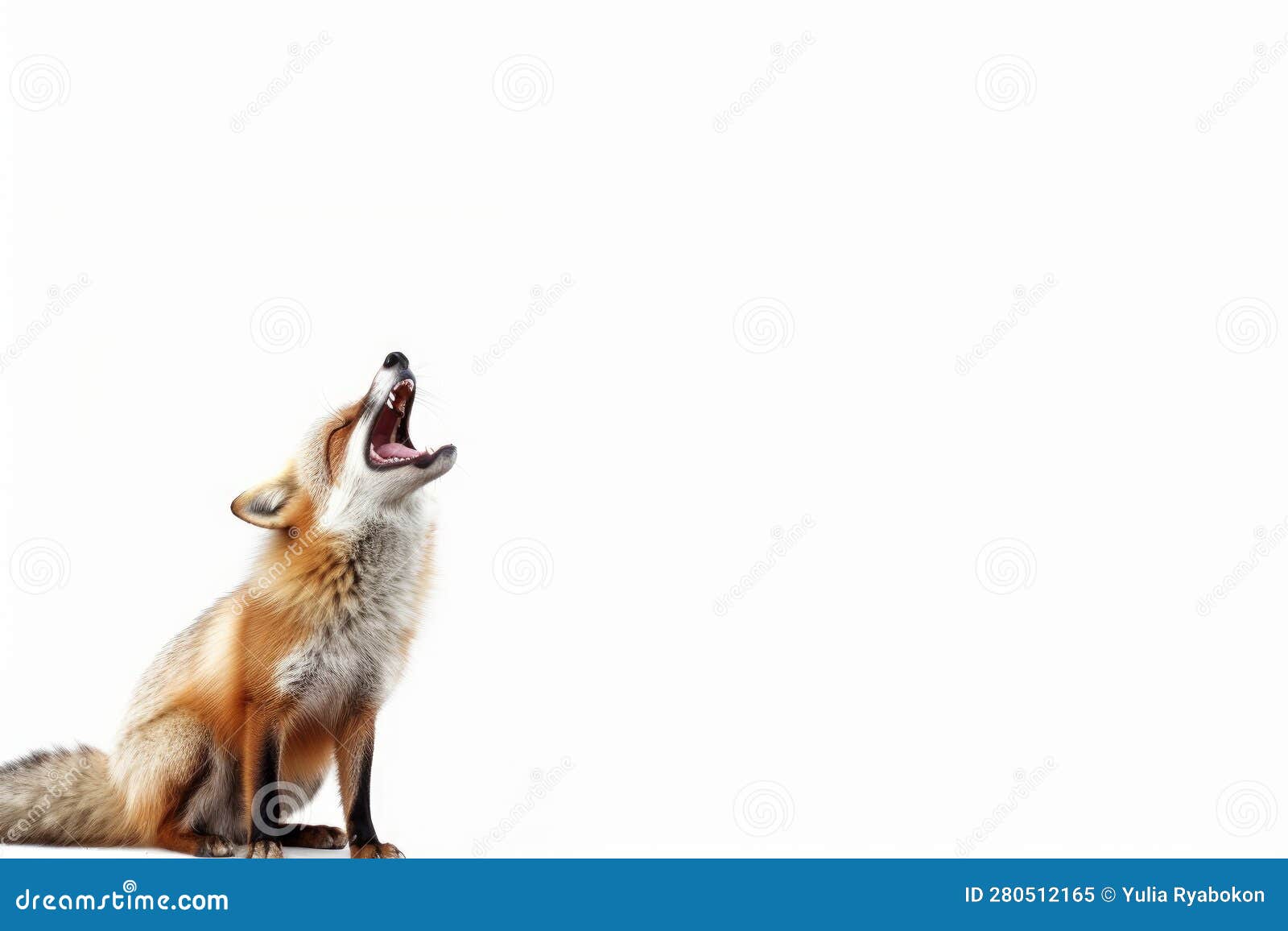 Fox screaming. Generate Ai stock illustration. Illustration of outdoor ...