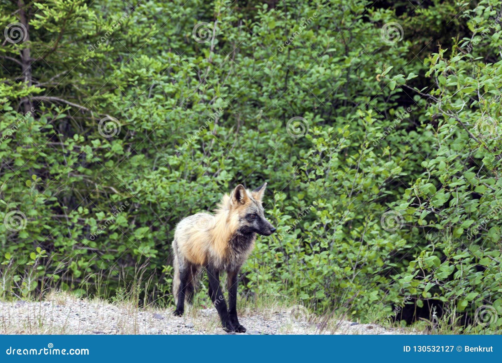 Fox seen in Newfoundland stock image. Image of foliage - 130532127