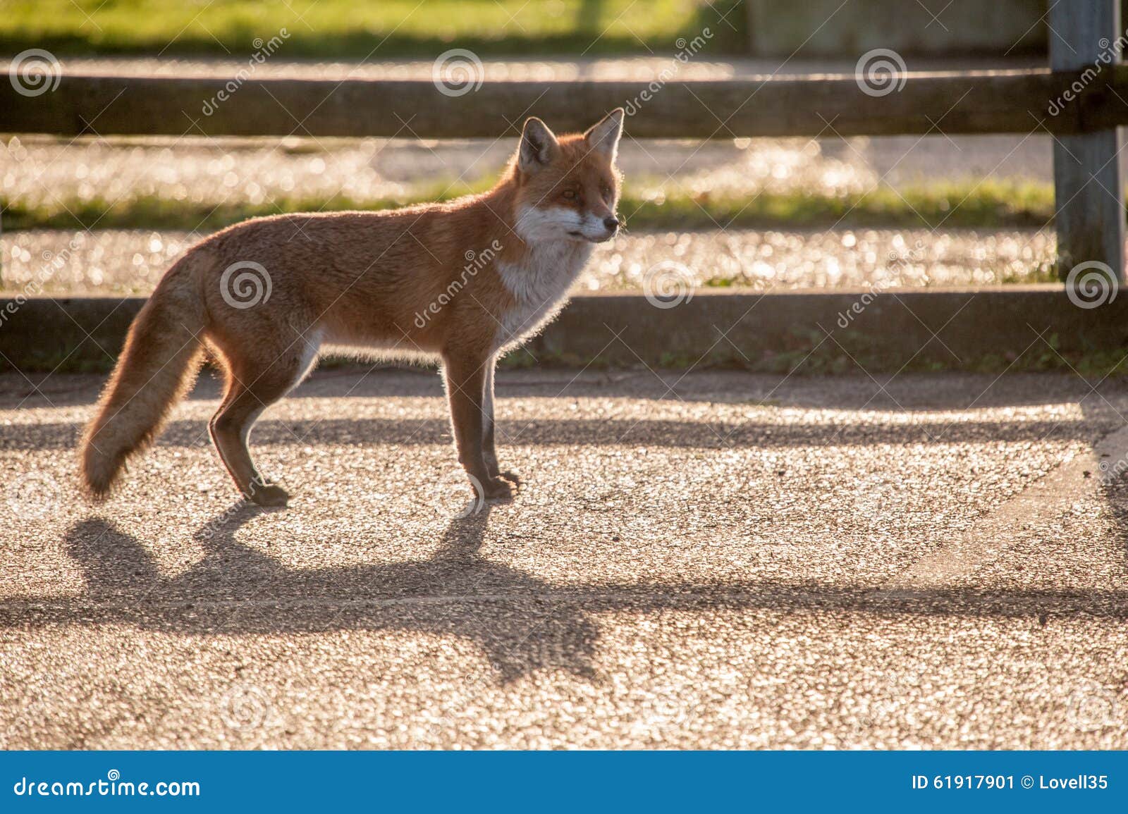 Fox in shadow stock image. Image of canine, diverse, outside - 61917901