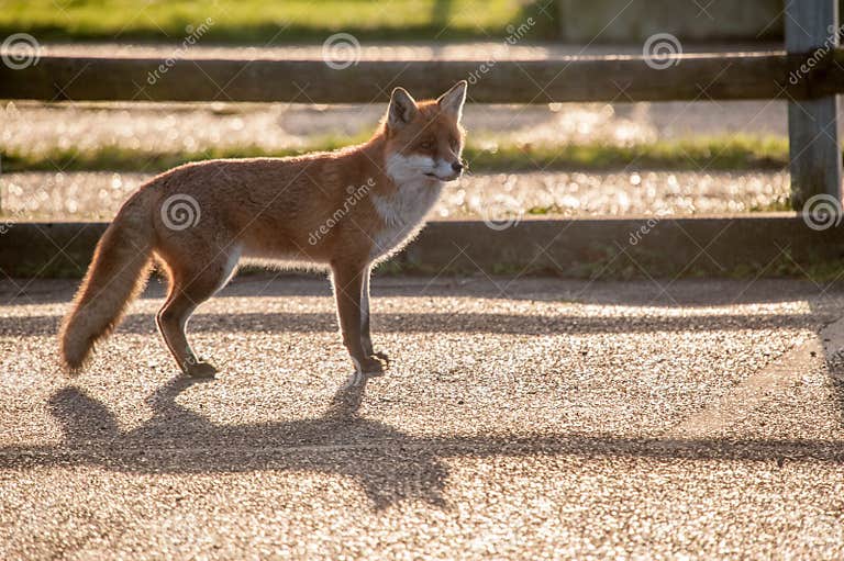 Fox in shadow stock image. Image of canine, diverse, outside - 61917901