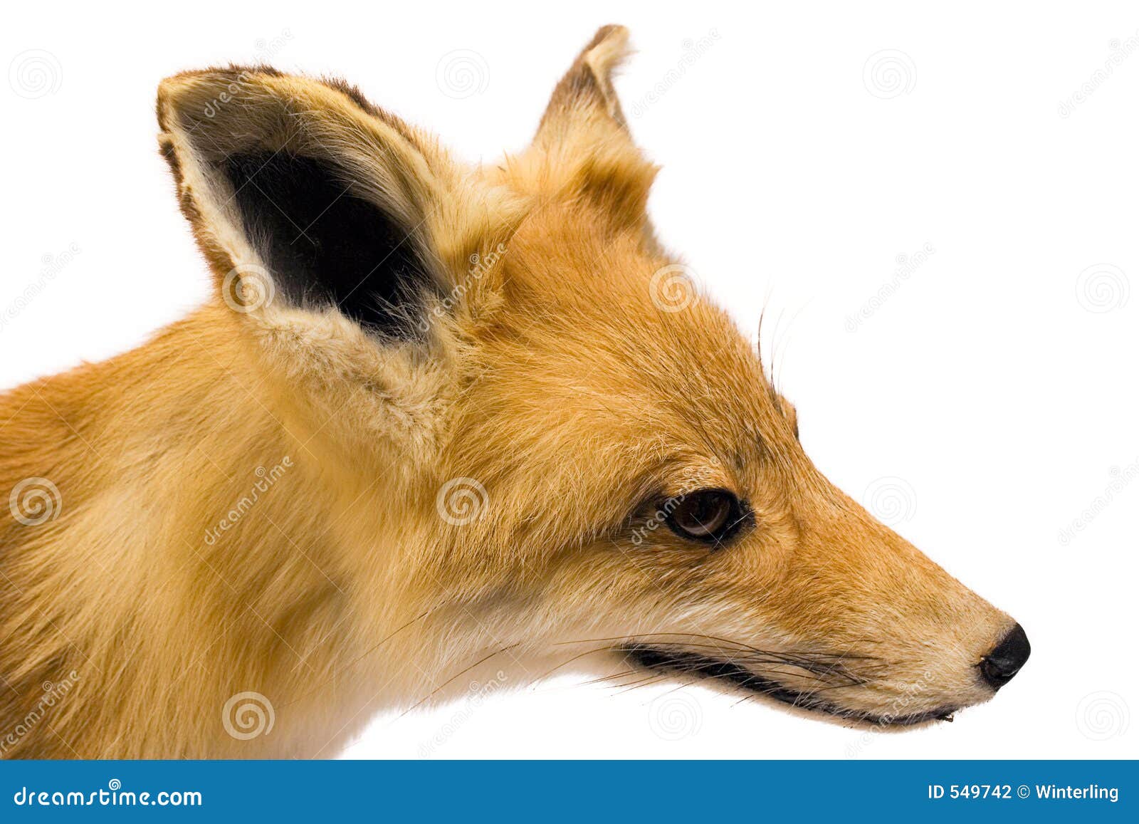 Fox (Side View) stock photo. Image of dangerous, close - 549742