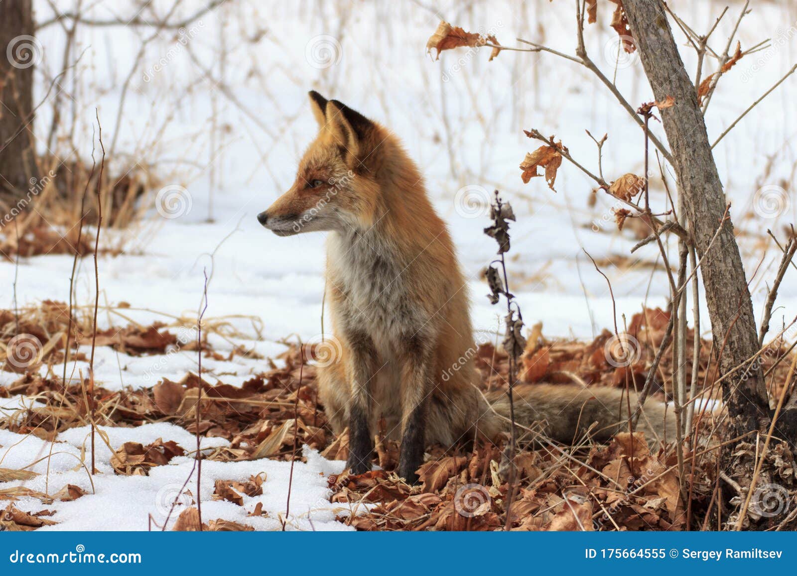 The Fox Sits in the Winter Forest among the Trees and Snow Stock Image ...