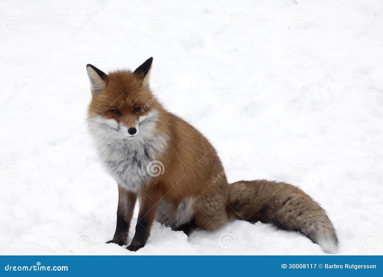 Sitting fox stock image. Image of animals, mammal, european - 30008117