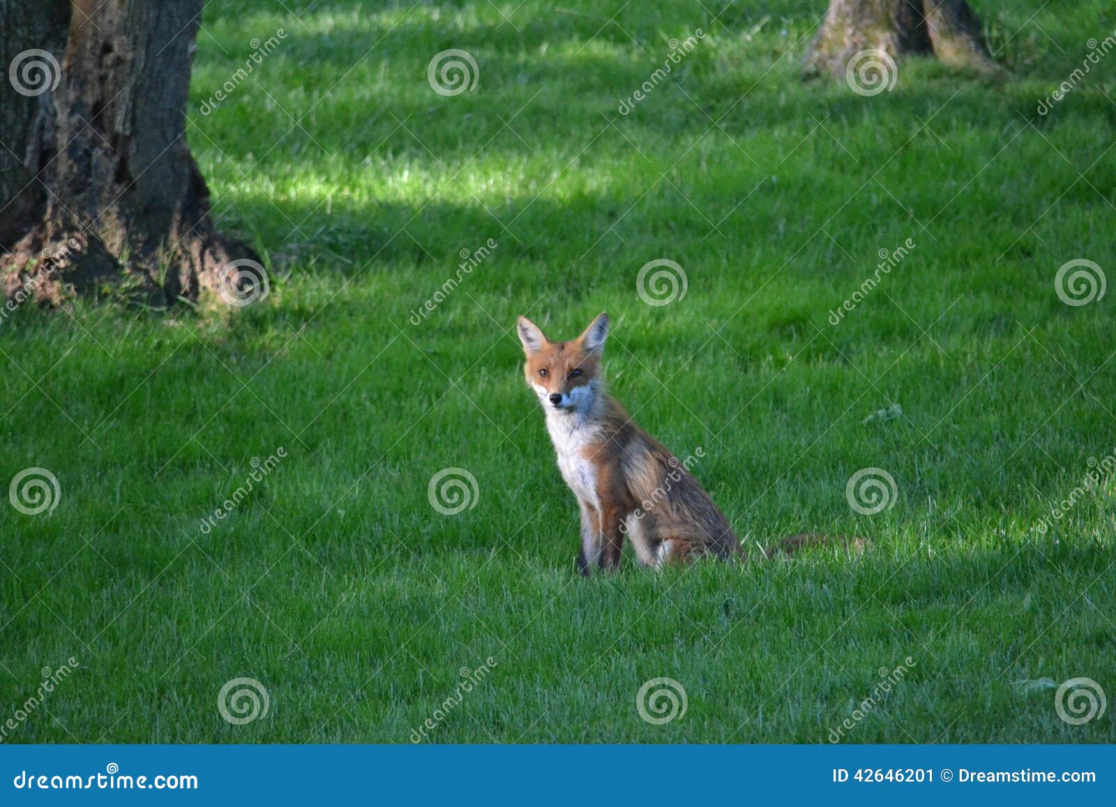Fox stock image. Image of clever, wild, cute, animal - 42646201