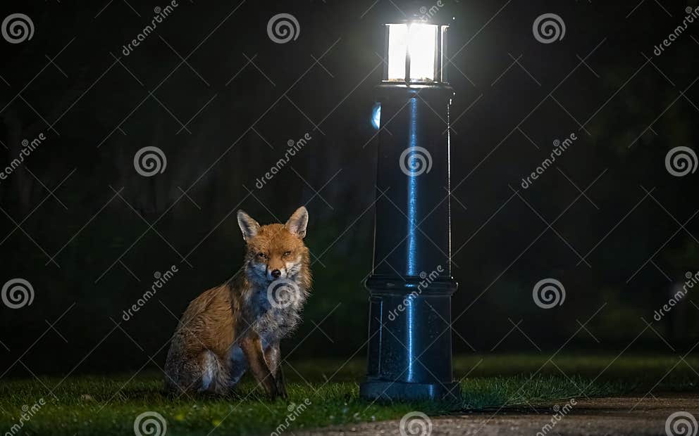 Fox Sitting by a Lamp Post in the Dark Stock Image - Image of urban ...