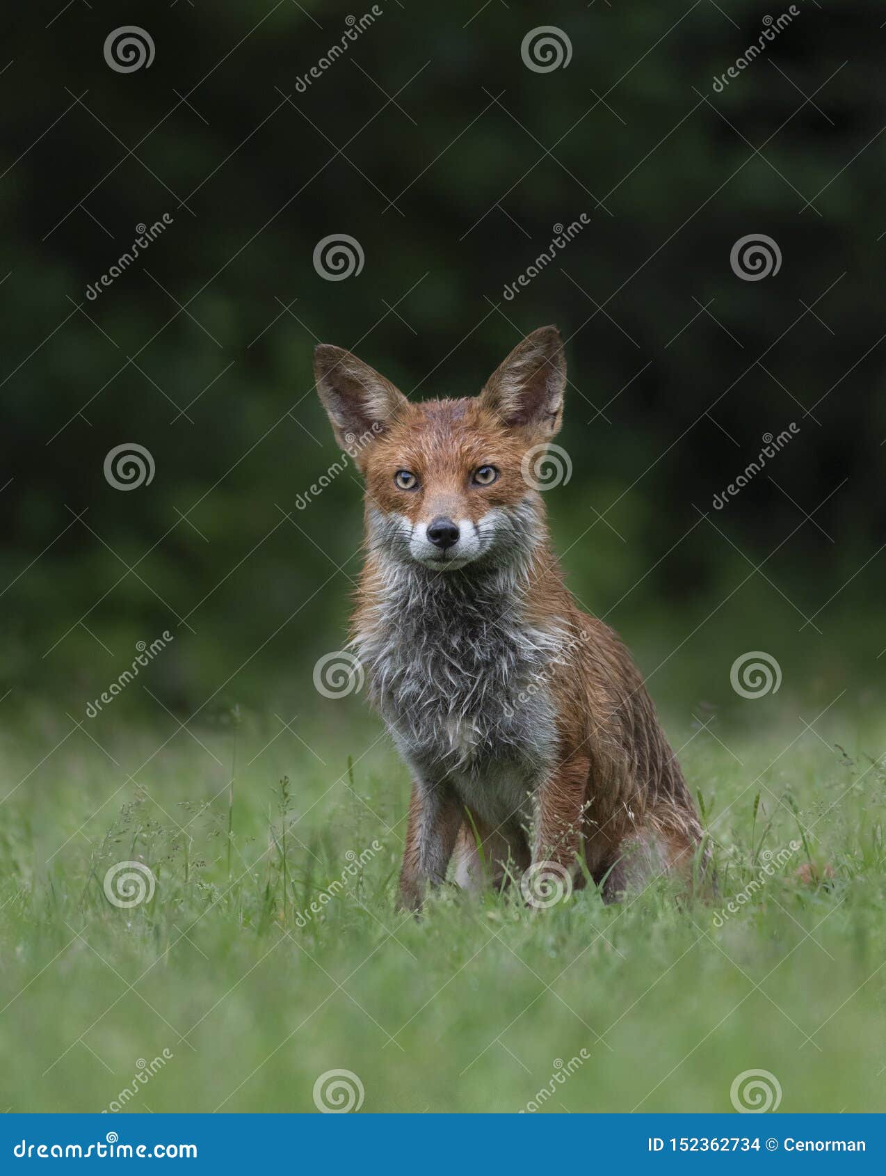Fox Sitting in the Rain Waiting Stock Photo - Image of hunting, waiting ...