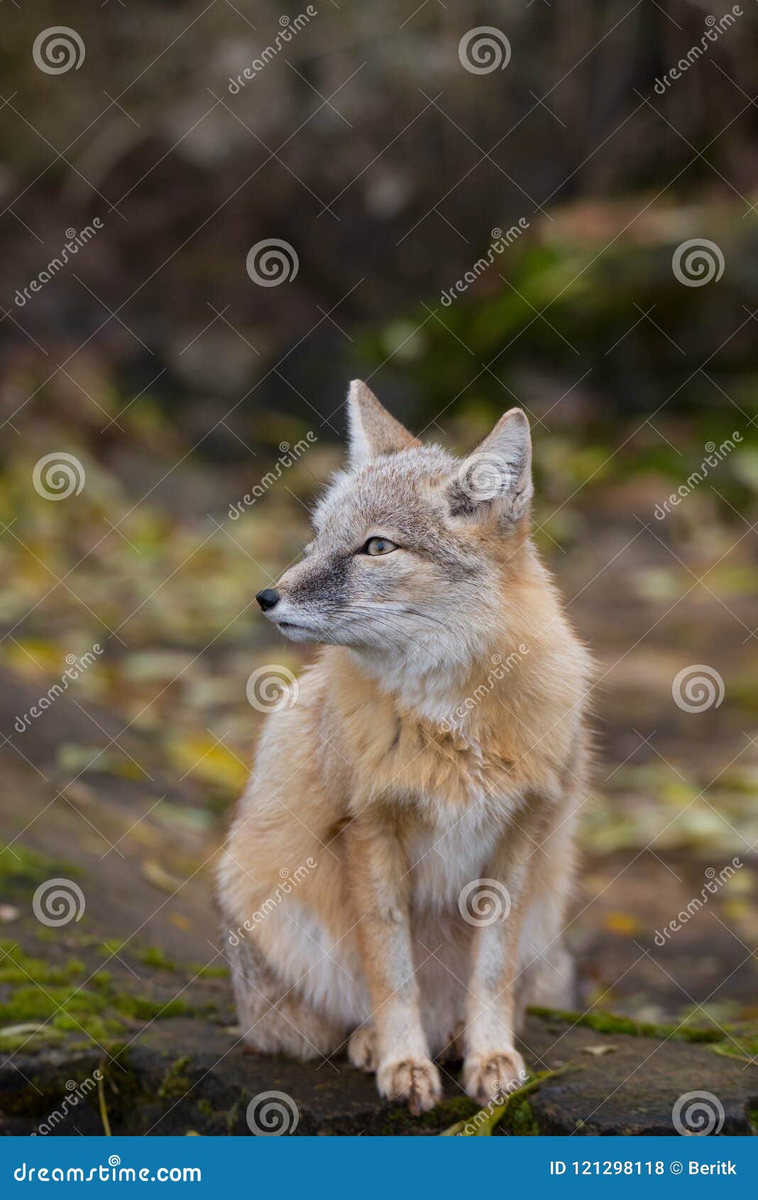 A fox is sitting on a rock stock photo. Image of reserve - 121298118