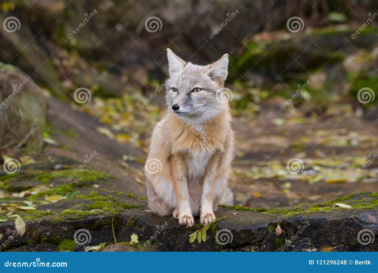A fox is sitting on a rock stock photo. Image of green - 121296248