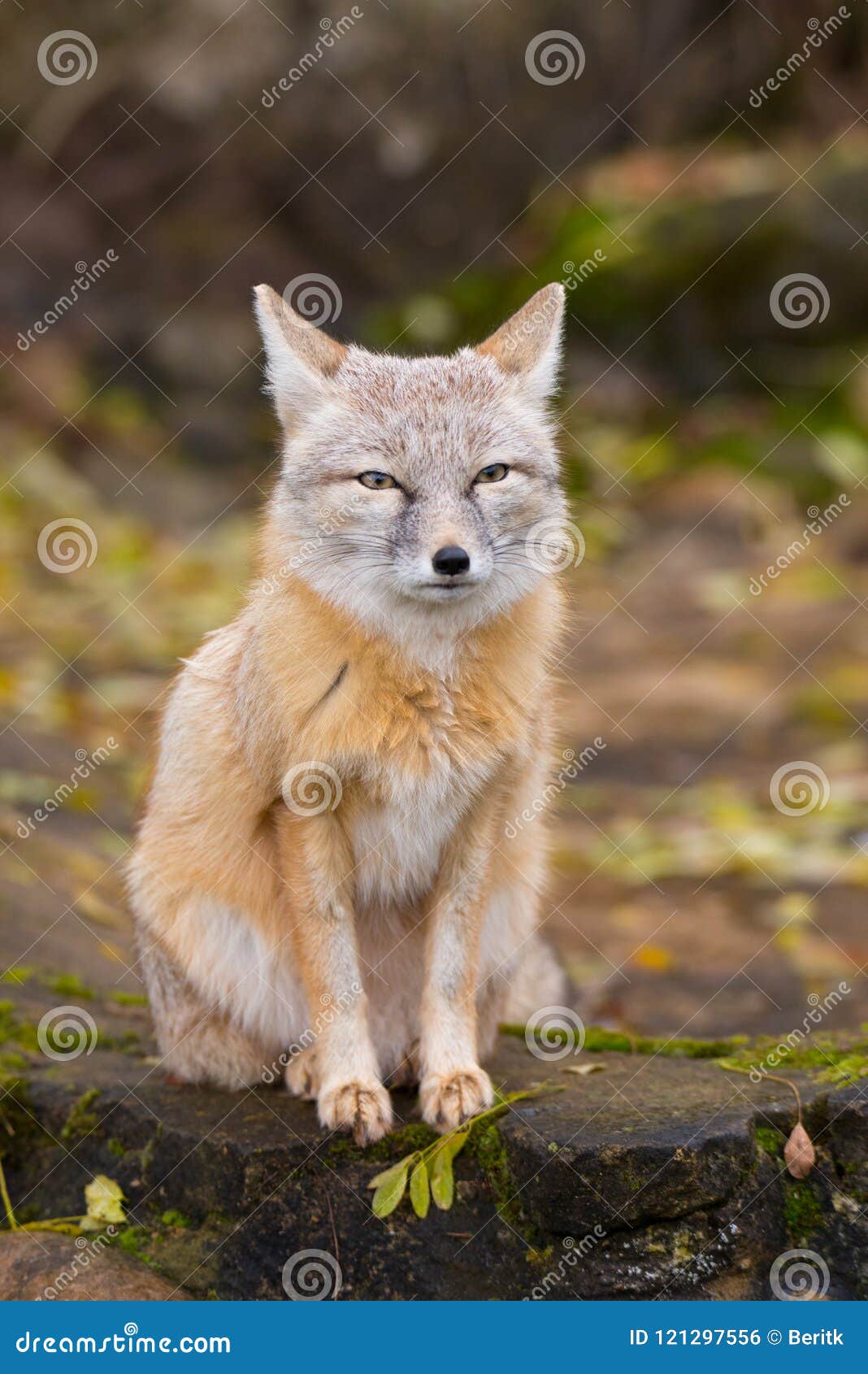 A fox is sitting on a rock stock photo. Image of hunter - 121297556
