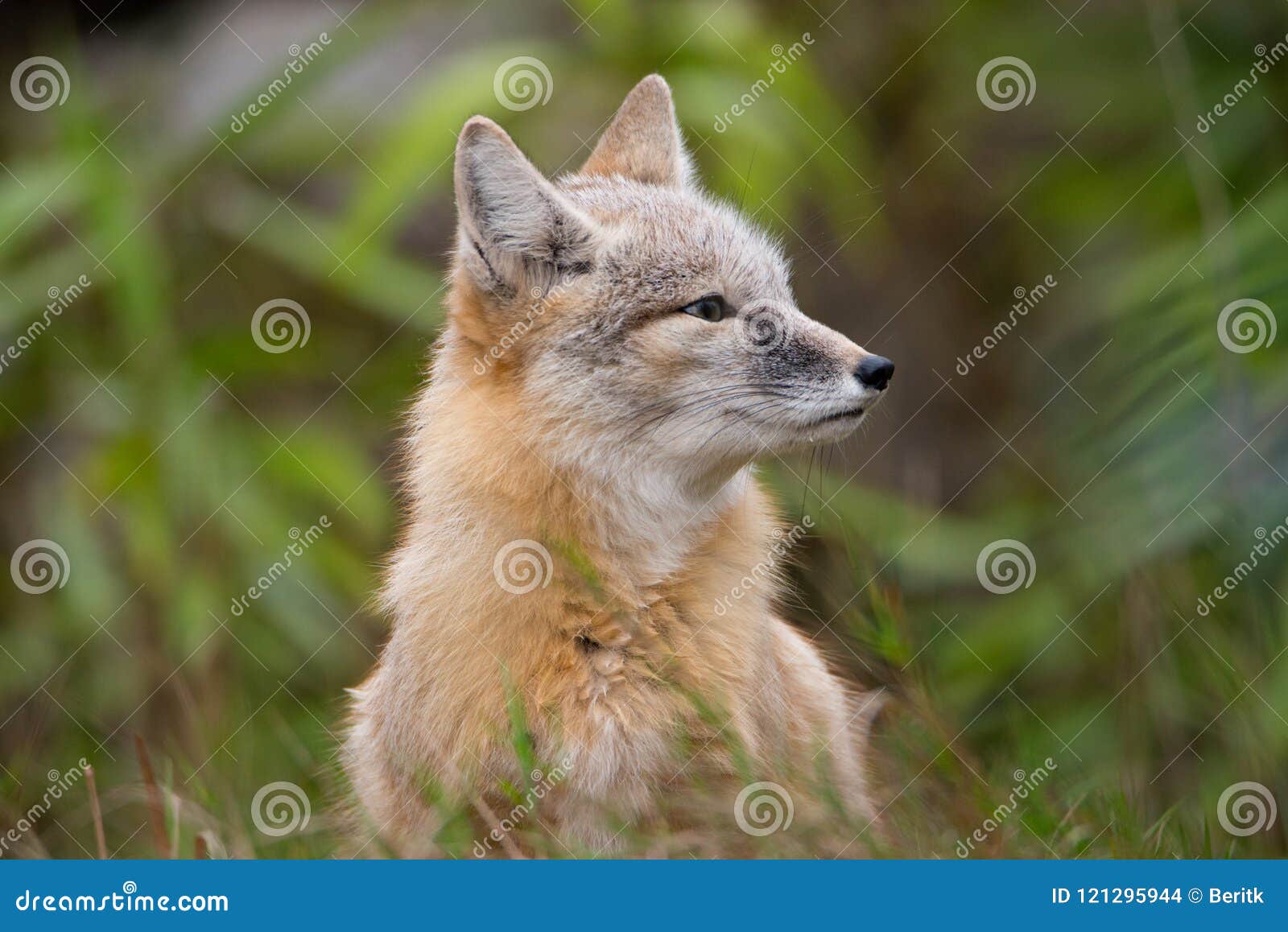 A fox is sitting on a rock stock photo. Image of cute - 121295944