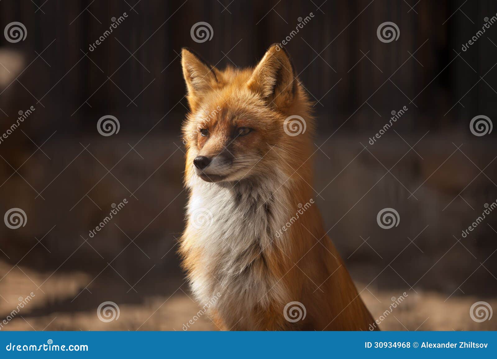 Fox stock photo. Image of beauty, mammal, wild, nature - 30934968