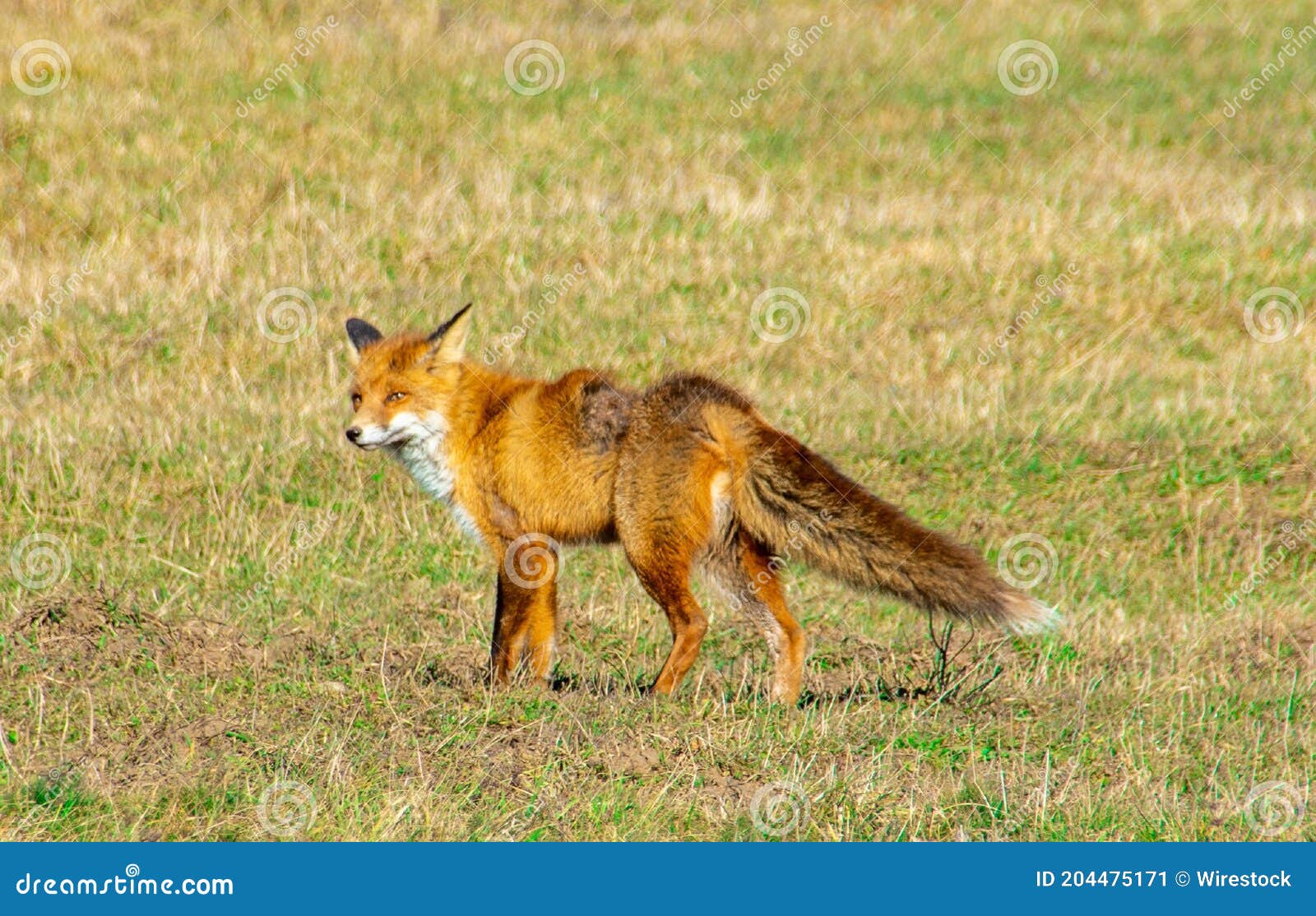A Fox with a Skin Disease ( Scabies Stock Image - Image of hair ...