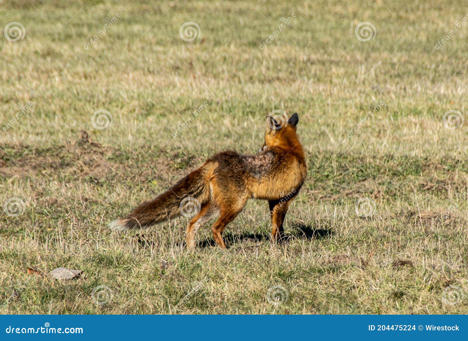 A Fox with a Skin Disease ( Scabies Stock Photo - Image of grass ...