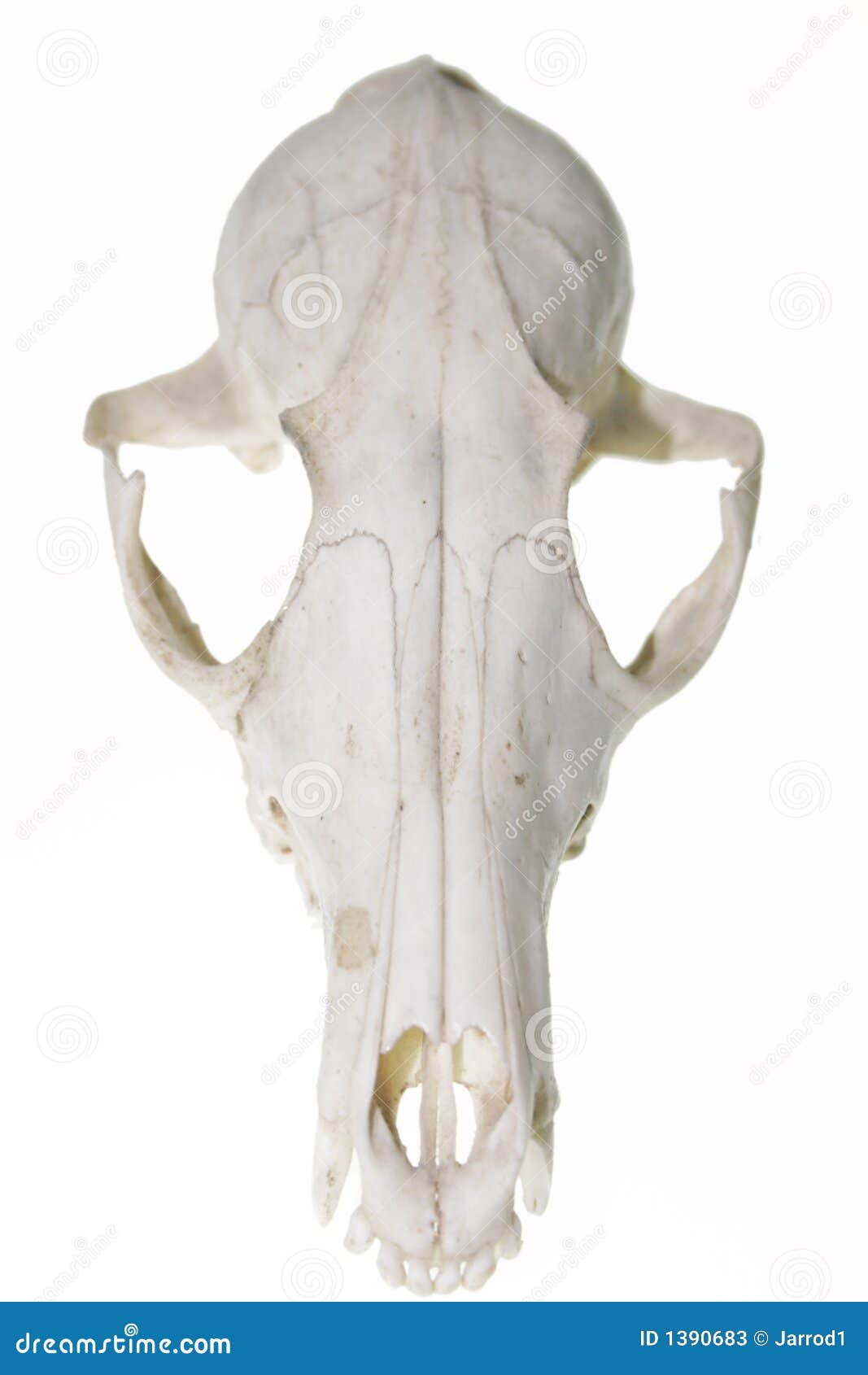 Fox skull stock image. Image of skull, anatomy, bone, head - 1390683