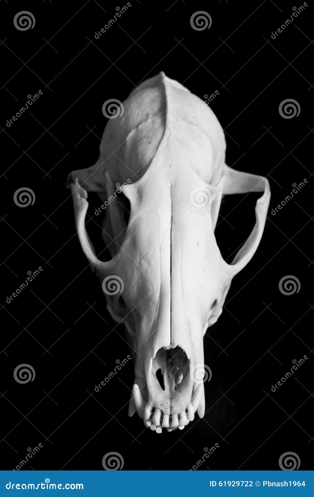 Fox skull stock photo. Image of skull, orbit, conservation - 61929722
