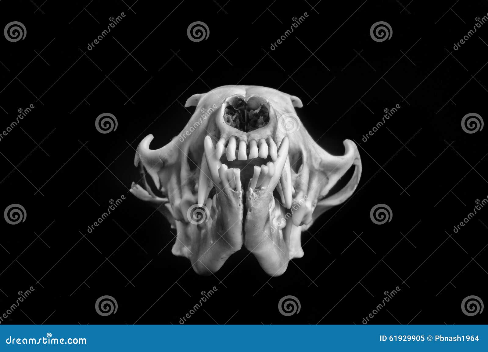 Fox skull stock image. Image of isolated, science, beast - 61929905