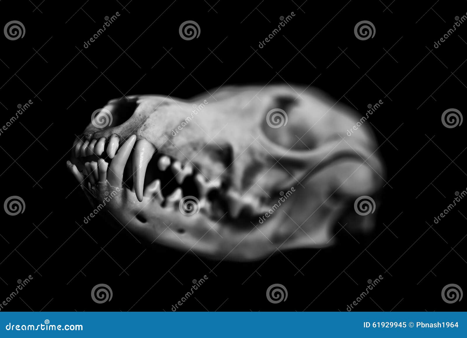 Fox skull stock image. Image of collection, lower, cross - 61929945