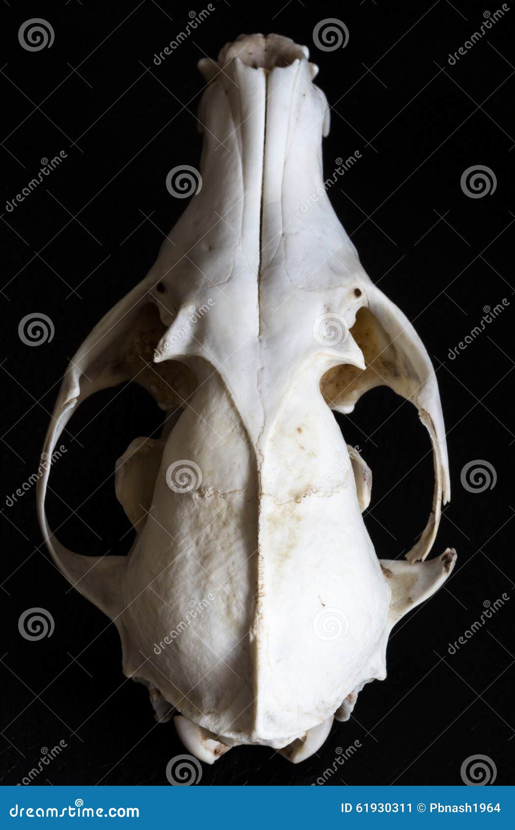 Fox skull stock image. Image of research, conservation - 61930311
