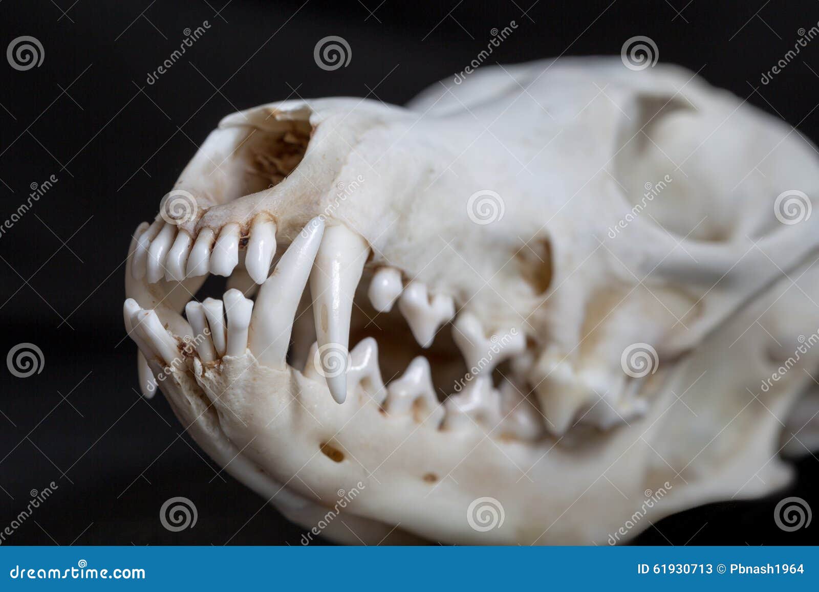 Fox skull stock image. Image of black, investigation - 61930713