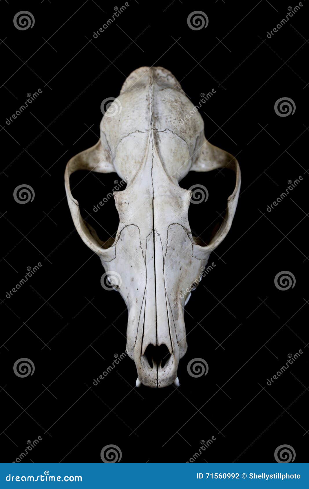 Fox Skull on Black Background Stock Photo - Image of nature, skeleton ...