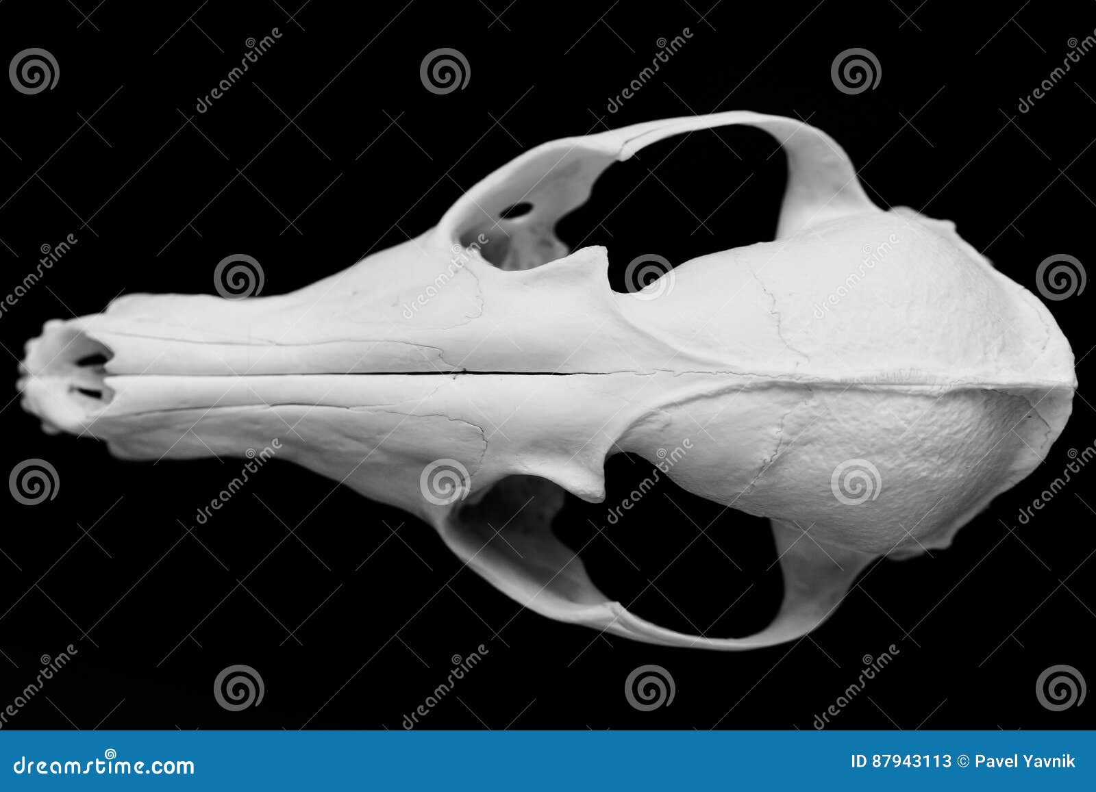 Fox Skull without the Lower Jaw on a Black Background, Contrast and ...