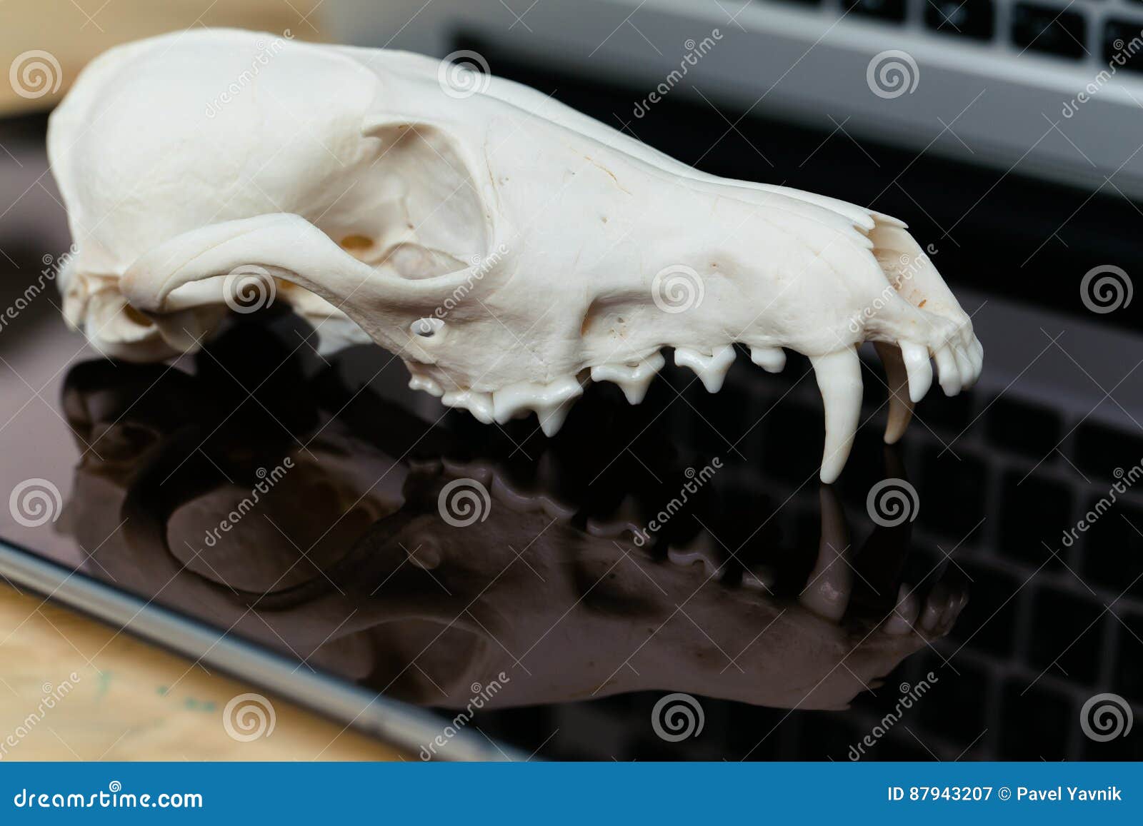 Lower Jaw Fox Stock Photos - Free & Royalty-Free Stock Photos from ...