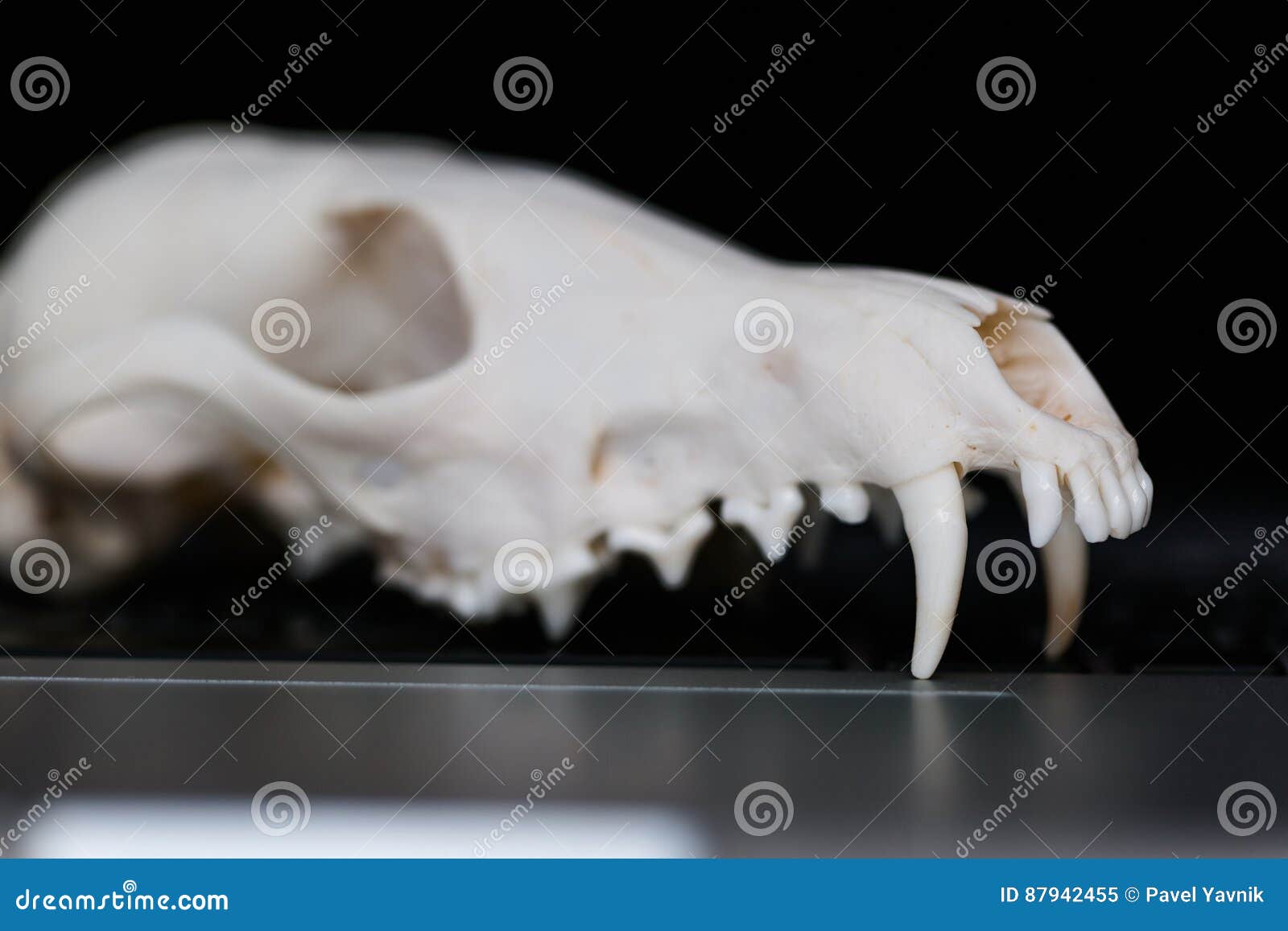 Fox Skull without the Lower Jaw on the Laptop Keyboard. Concept of the ...
