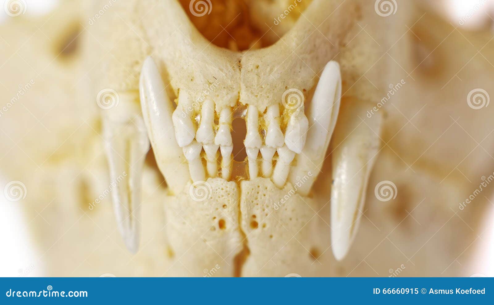 Fox skull teeth stock image. Image of depth, skull, closeup - 66660915