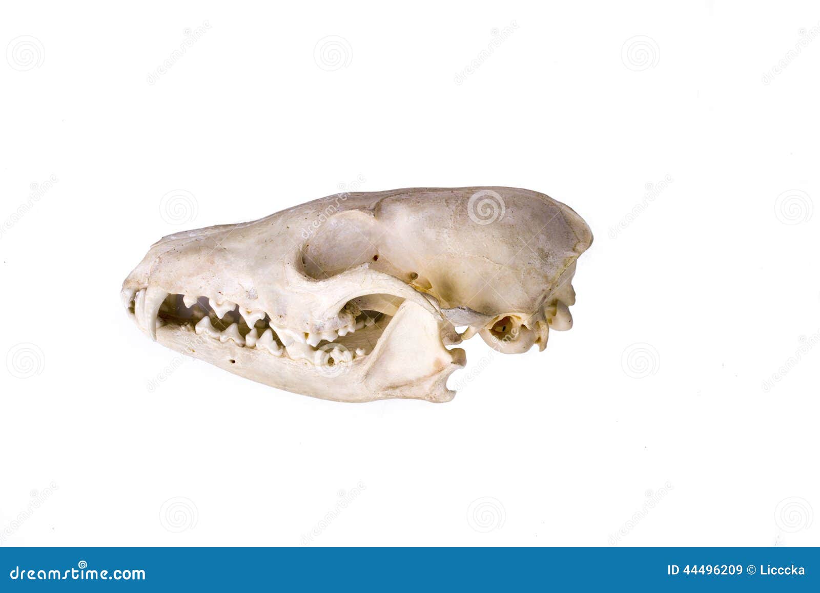 Fox skull stock image. Image of bone, animal, dangerous - 44496209
