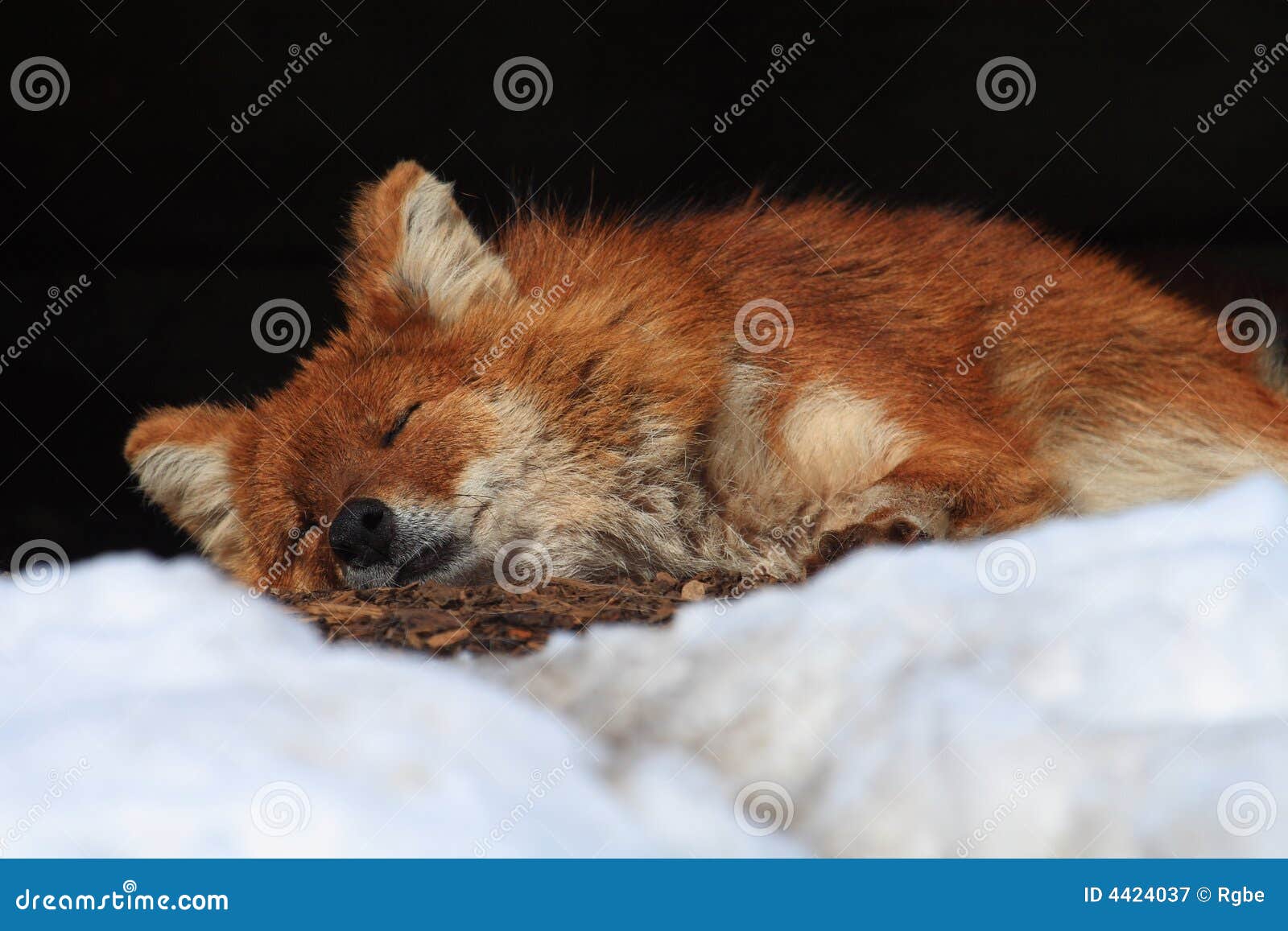 Fox sleeping stock image. Image of rest, wildlife, baby - 4424037