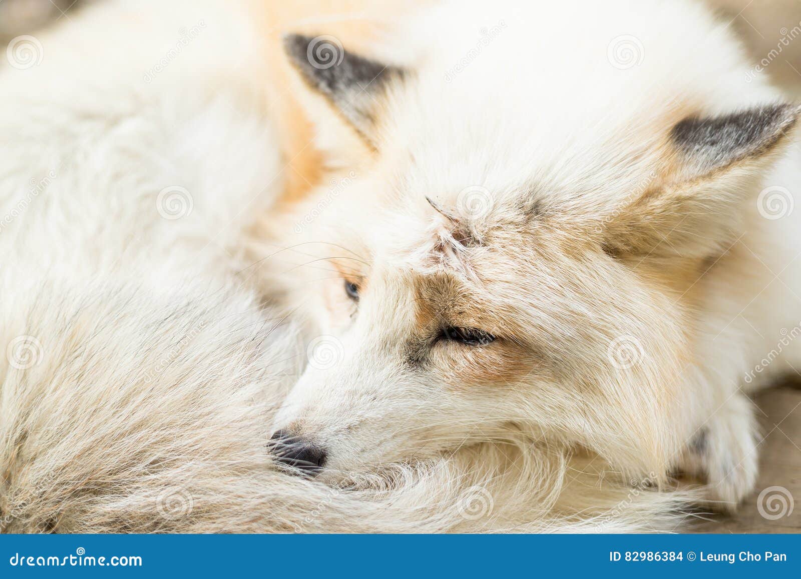 Fox sleeping stock photo. Image of brown, face, enjoy - 82986384