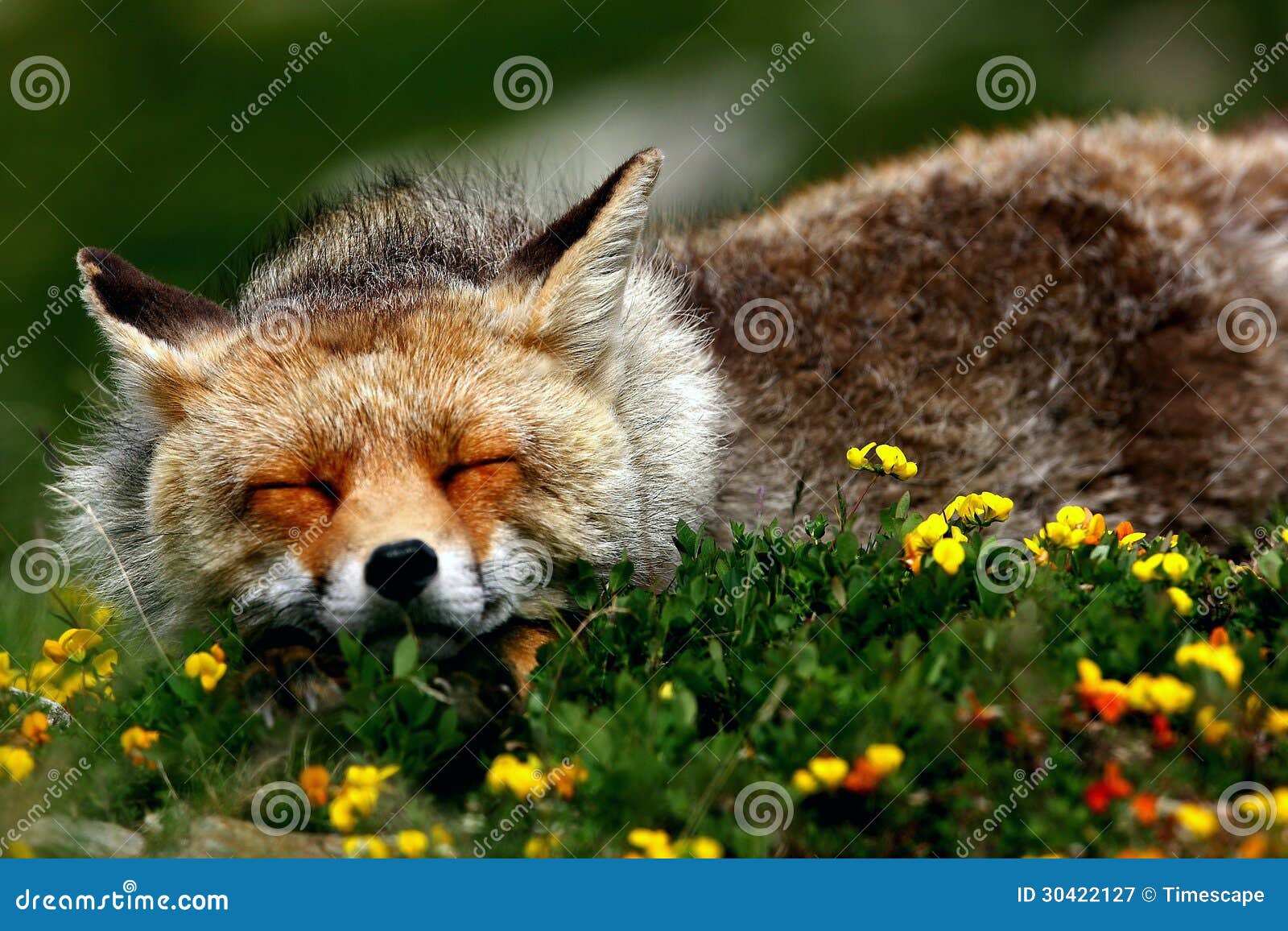 Fox sleeping stock image. Image of prato, nature, grass - 30422127