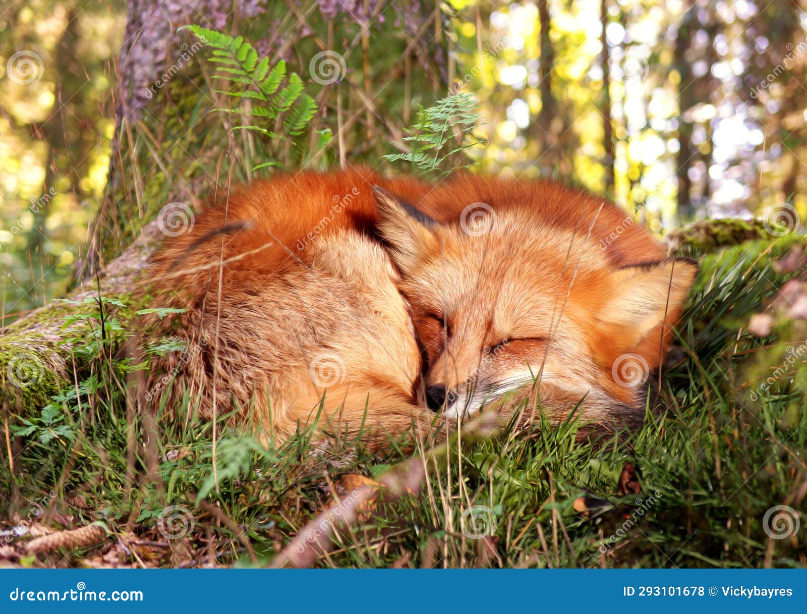 Fox sleeping in the forest stock photo. Image of whimsical - 293101678