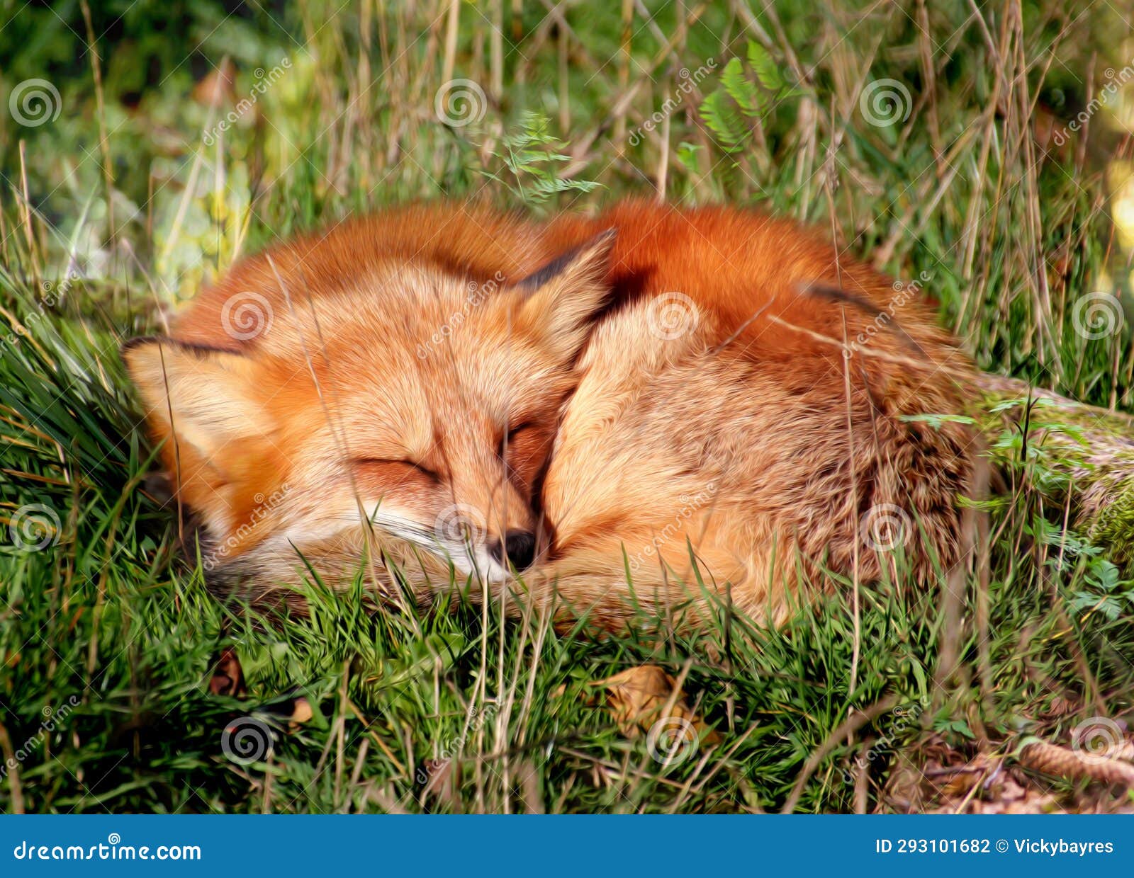 Fox sleeping in the forest stock photo. Image of serene - 293101682