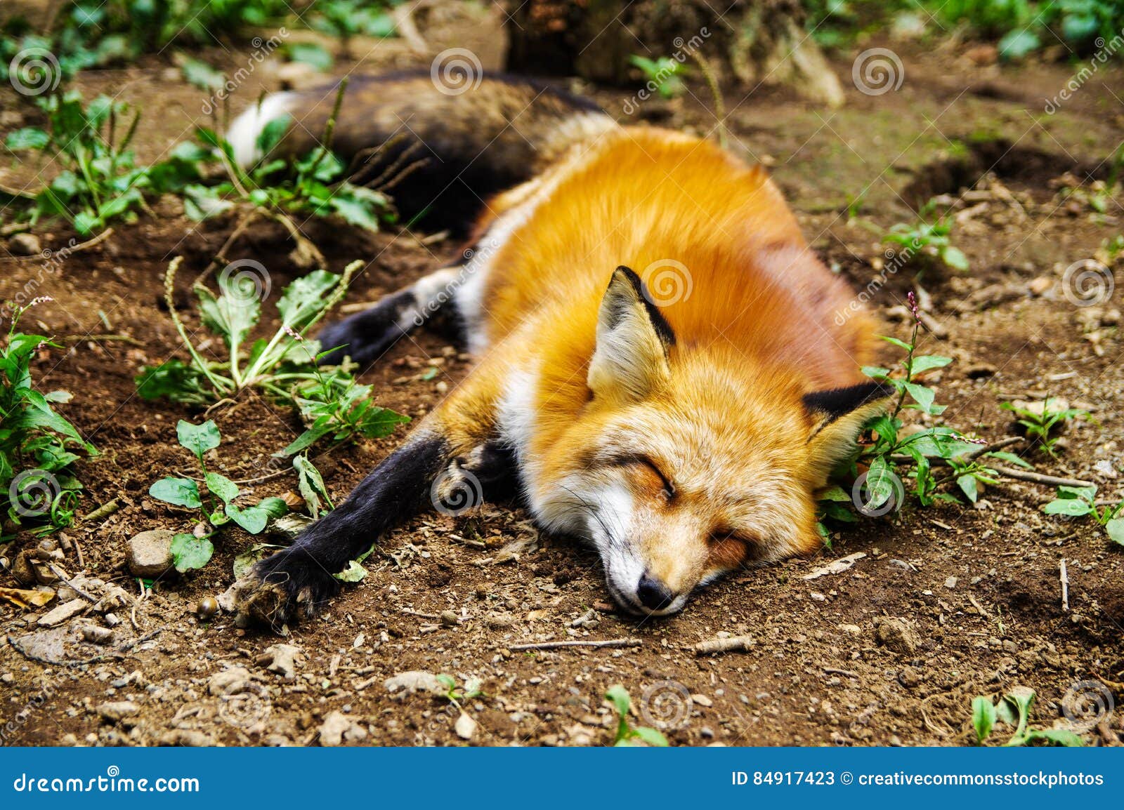 Fox Sleeping On Ground Picture. Image: 84917423